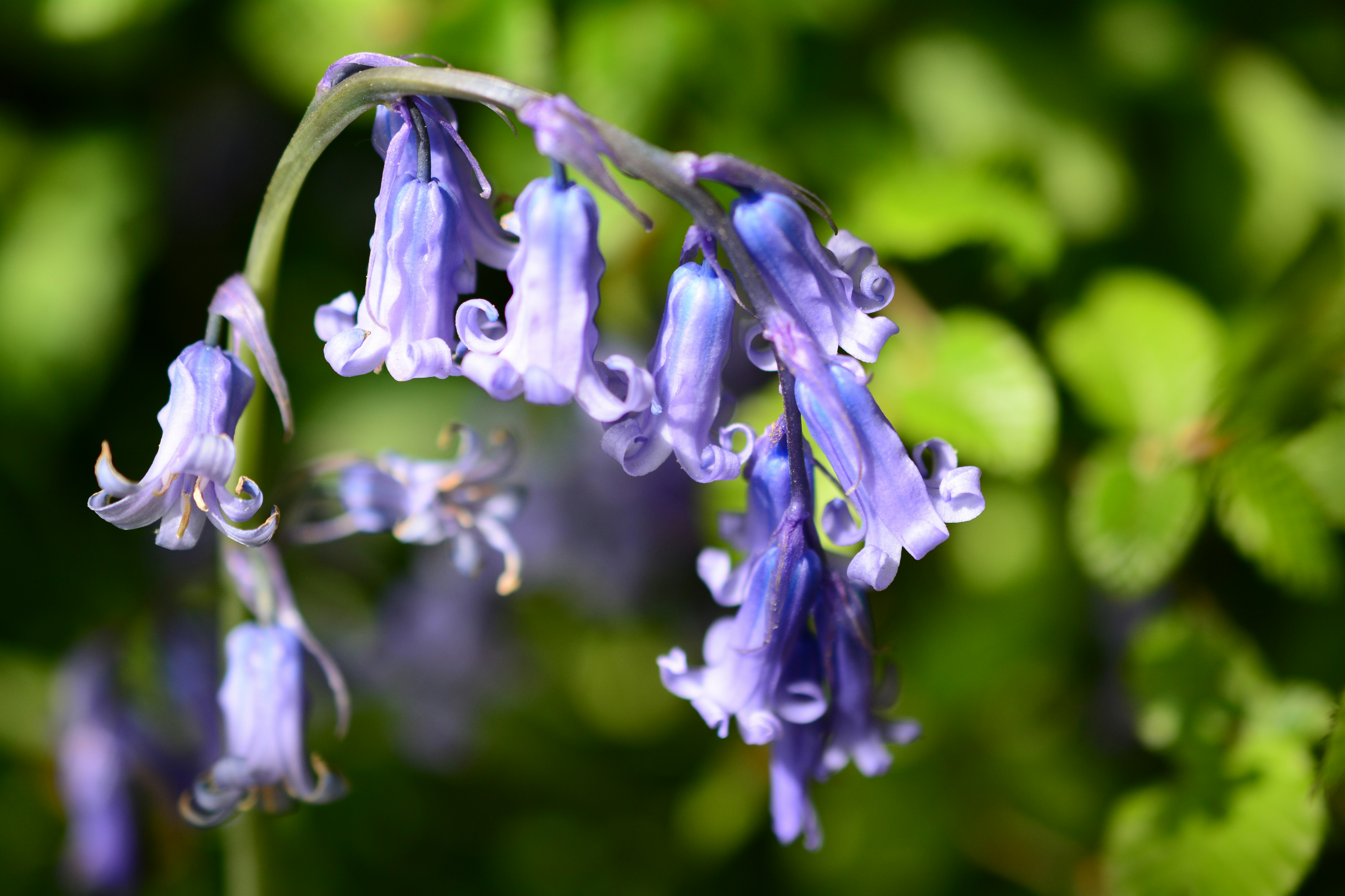 Bluebell Chorus: Delicate Cascade in Soft Focus Greens