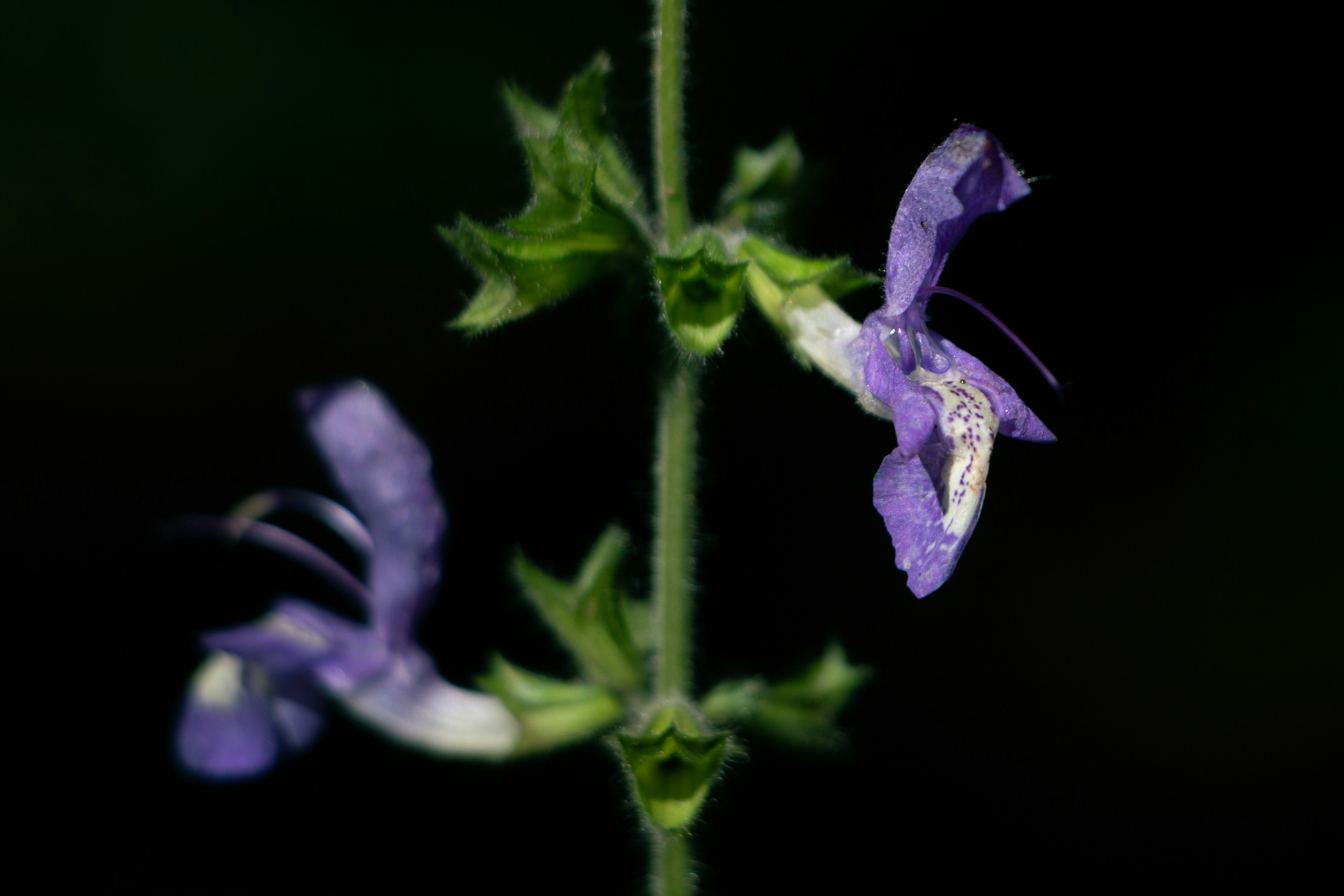Lilac Bloom in Focus: A Delicate Moment on a Dark Backdrop
