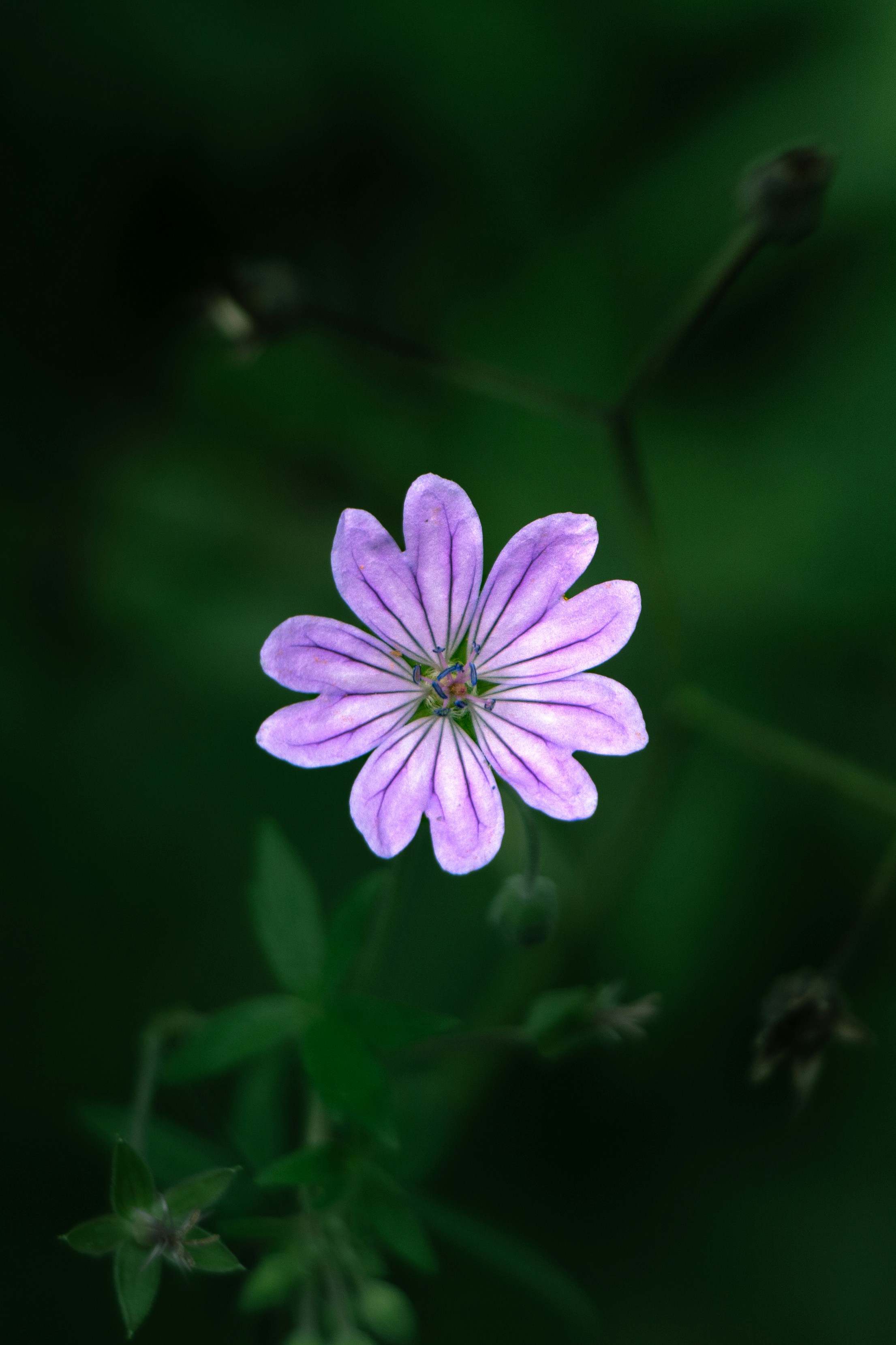 Lavender Bloom Centered in Quiet Green Blur