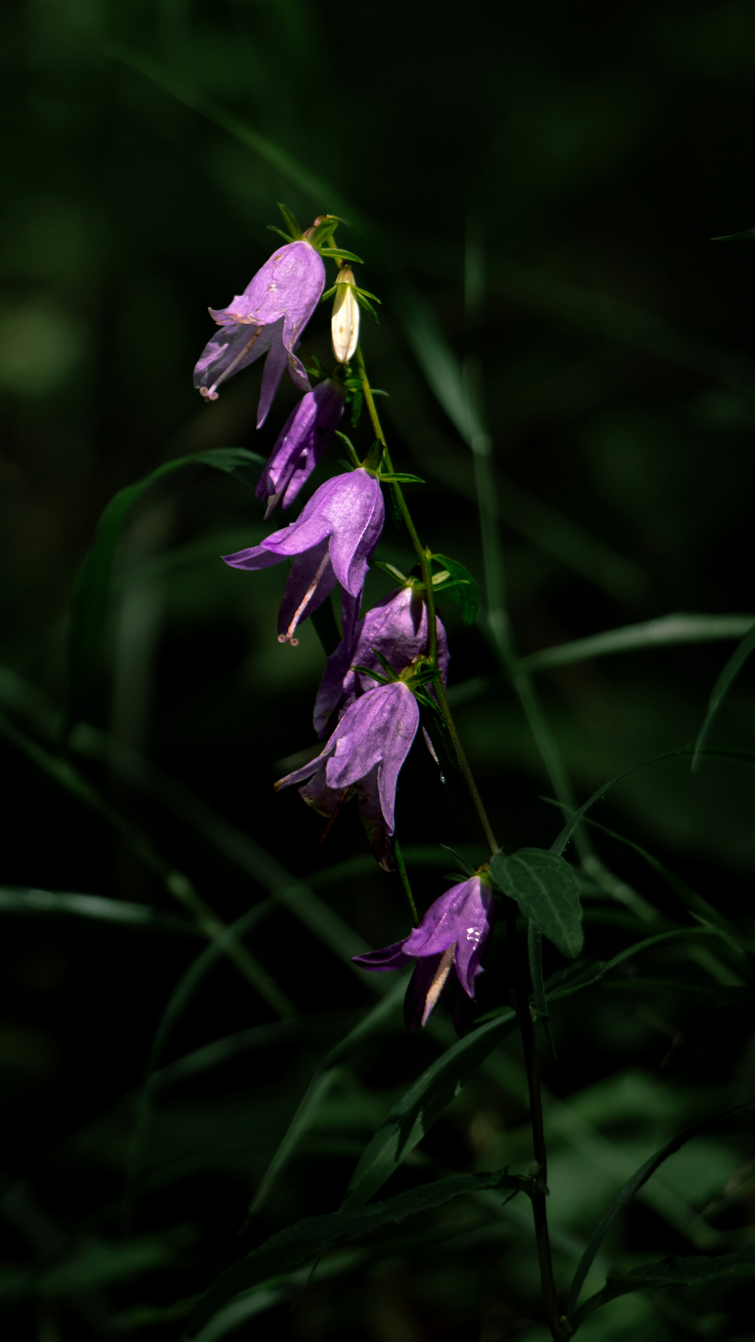 Lavender Bellflowers Ascend in Dappled Shadow