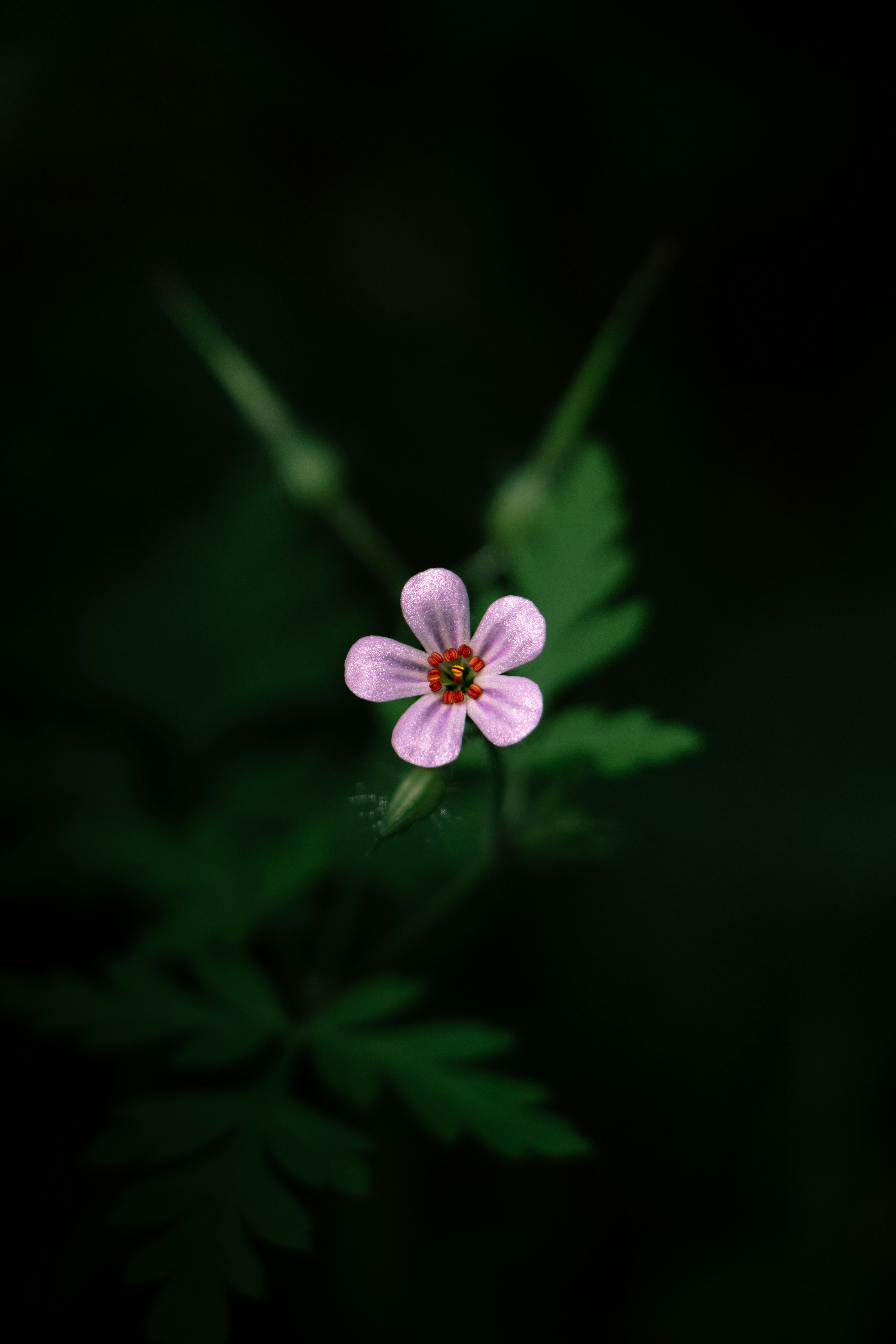 Single Violet Bloom in a Velvet Night