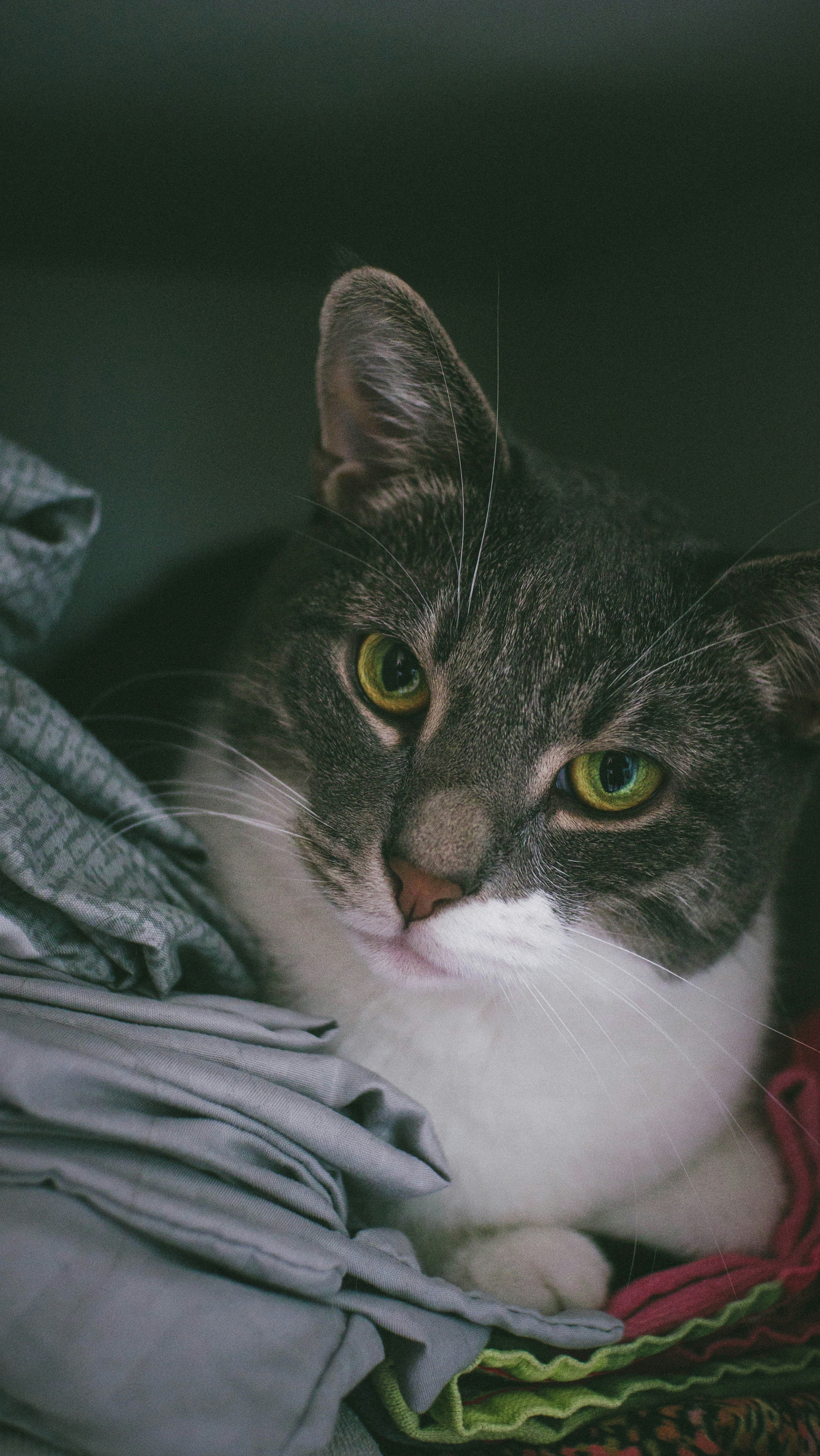 Emerald Gaze: A Cat Nestled in Soft Fabrics