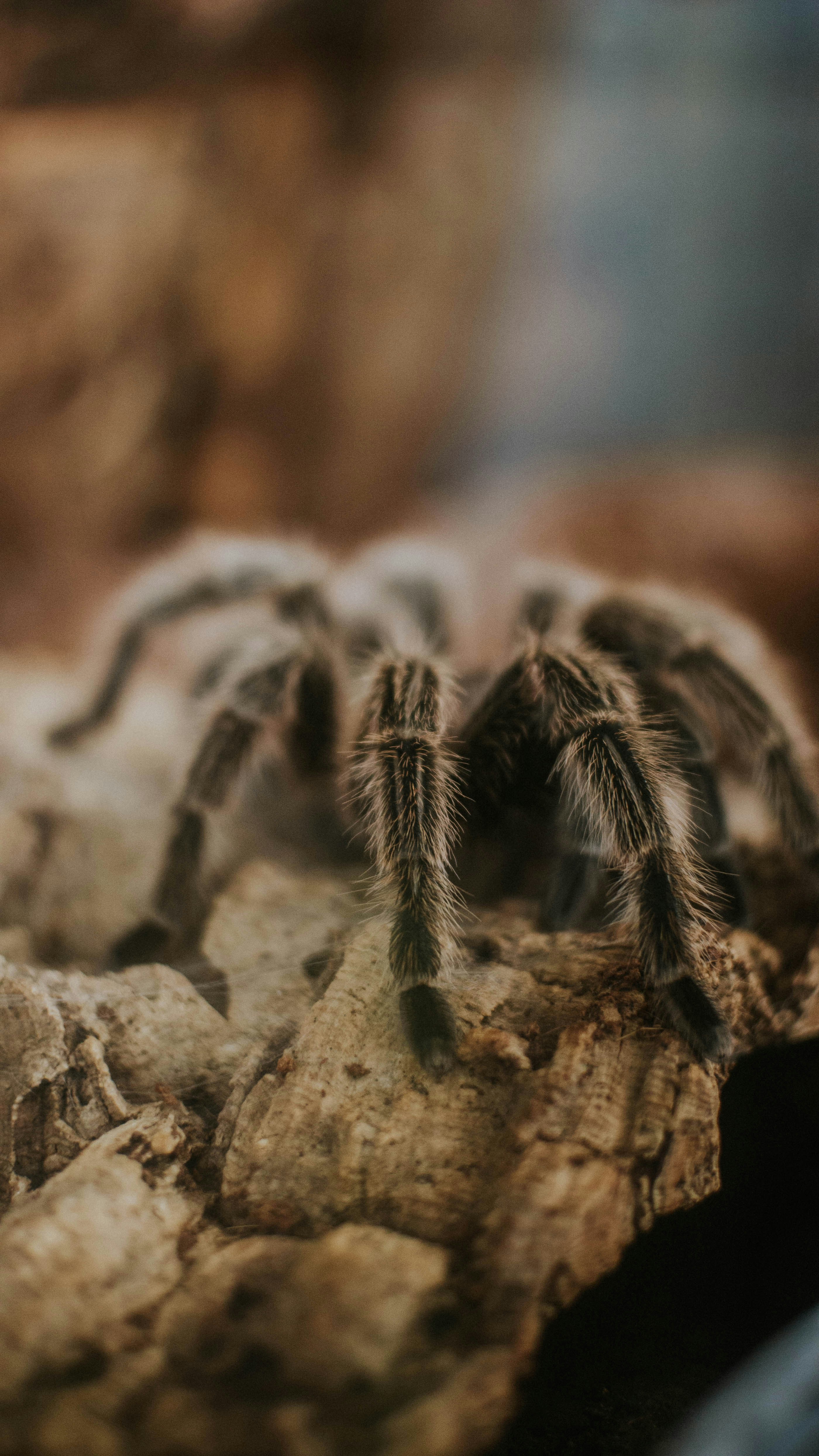 Burrowed in by Bristles: A Close-Up of a Velvet-Hued Tarantula Crossing Gravel
