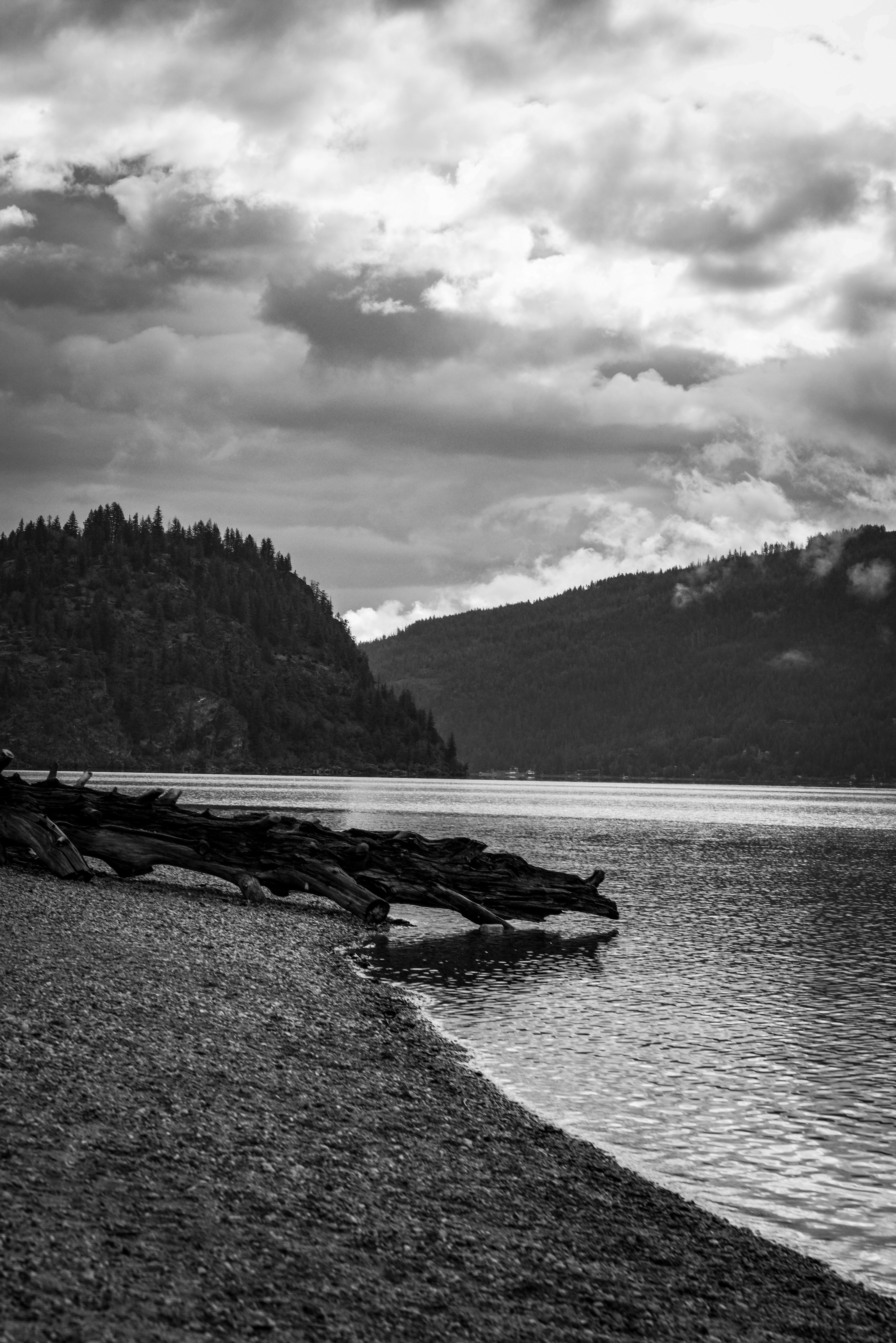 Driftwood shoreline under brooding clouds