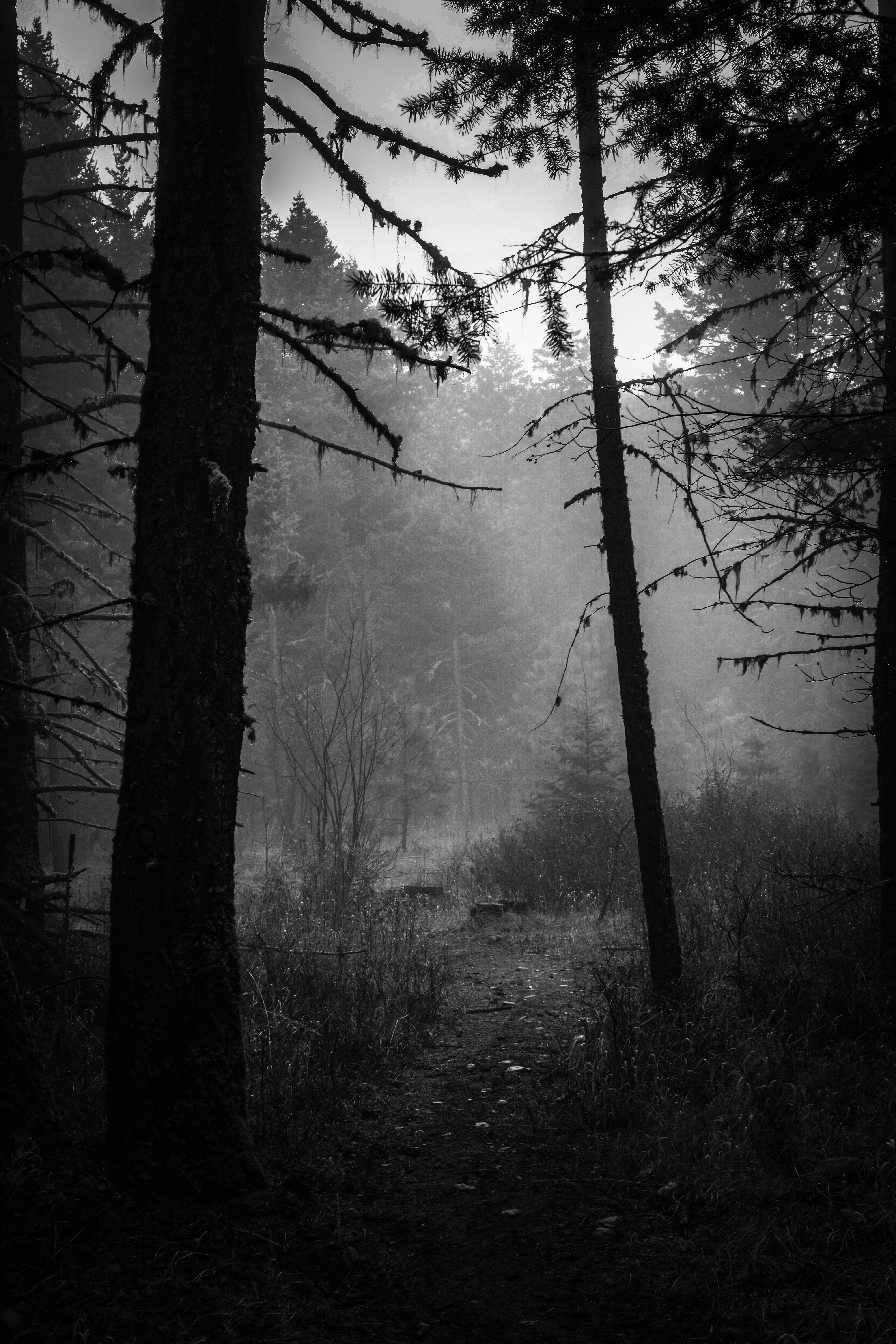 Mist-Softened Trail Through Distant Pines