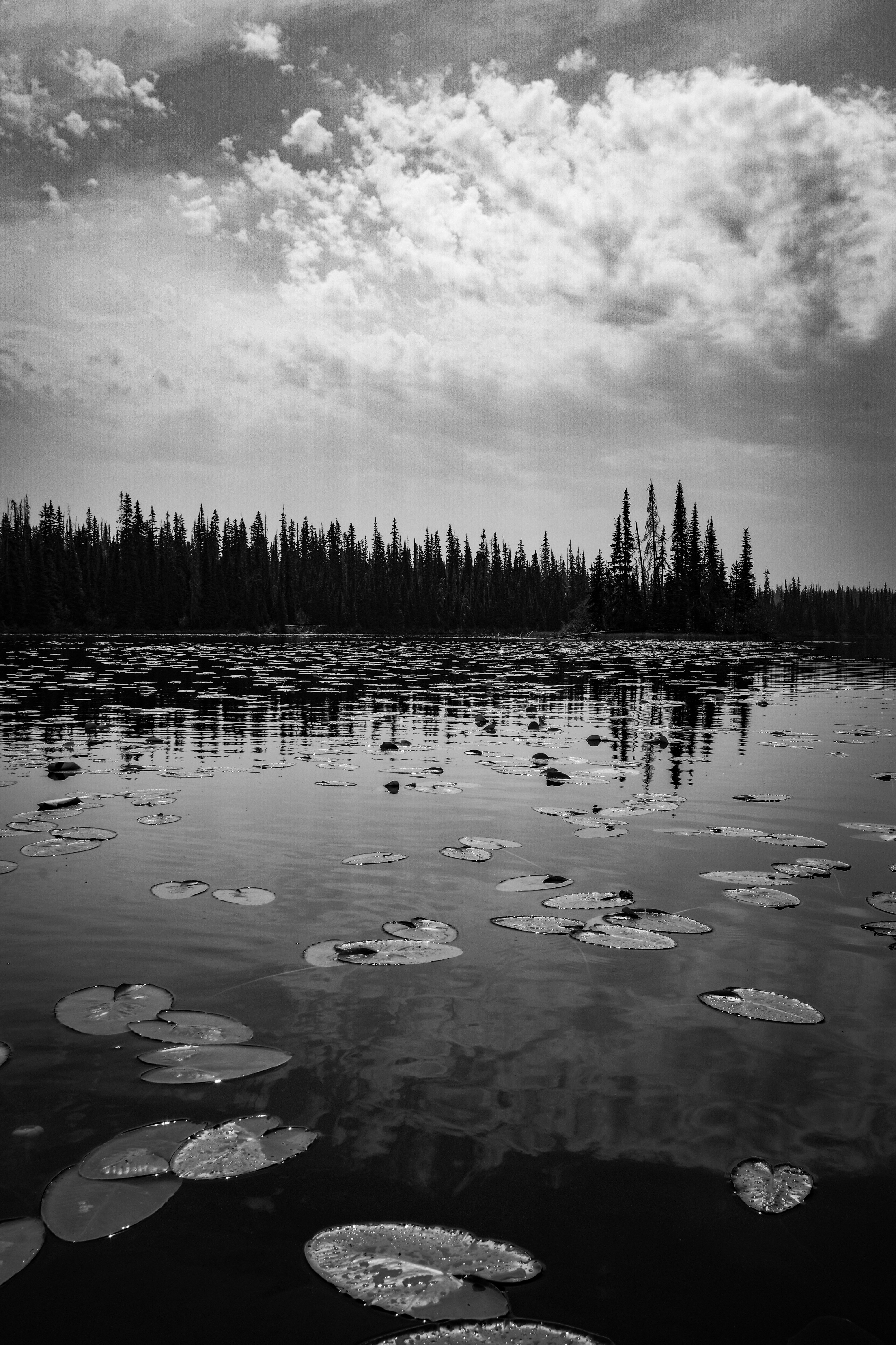 Lily-Pond Mirror: A Silent Lake Under Clouded Light