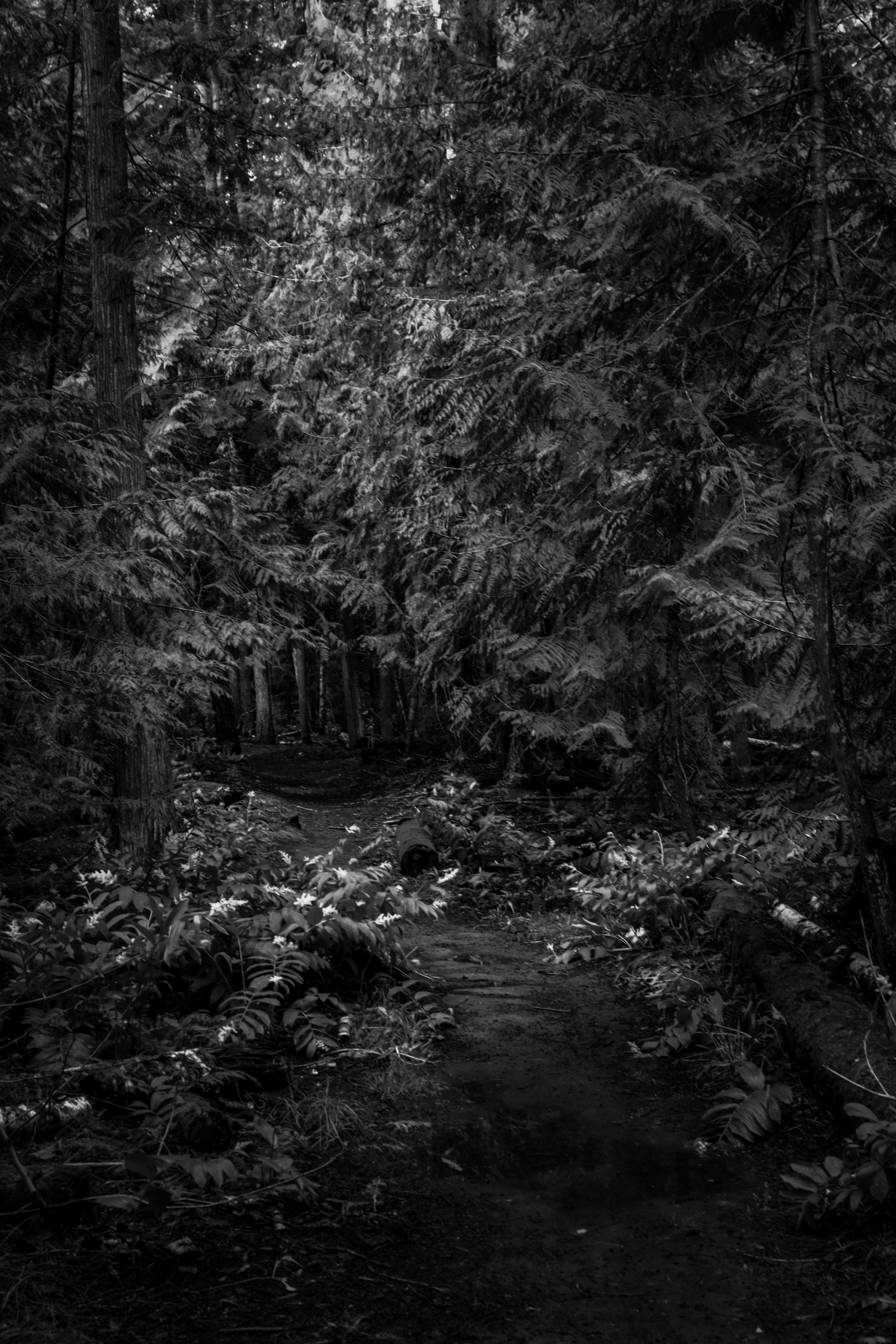 Shadowed Trail Through a Quiet Fern-Draped Forest