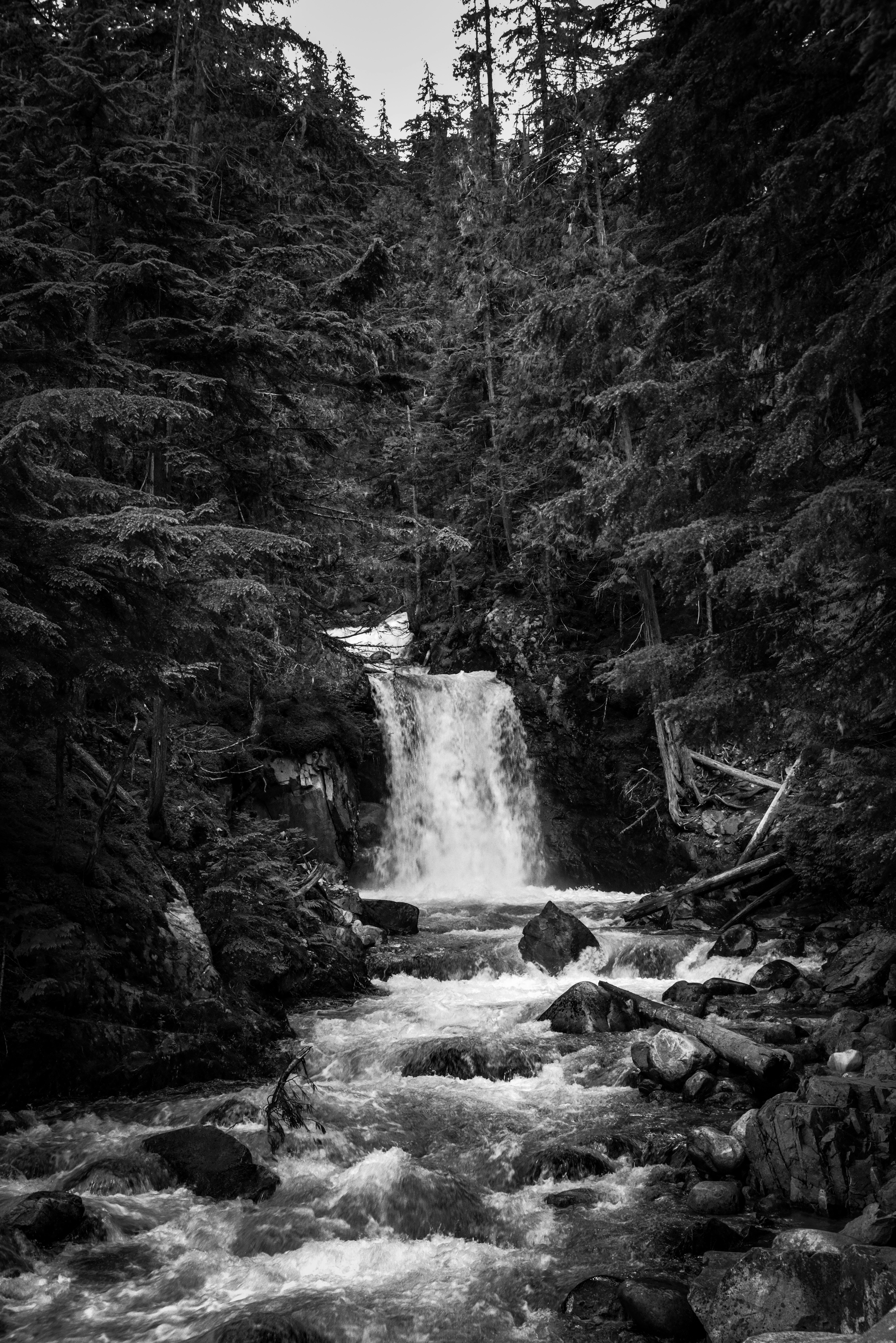 Midnight Cascade: A Mono Forest Falls