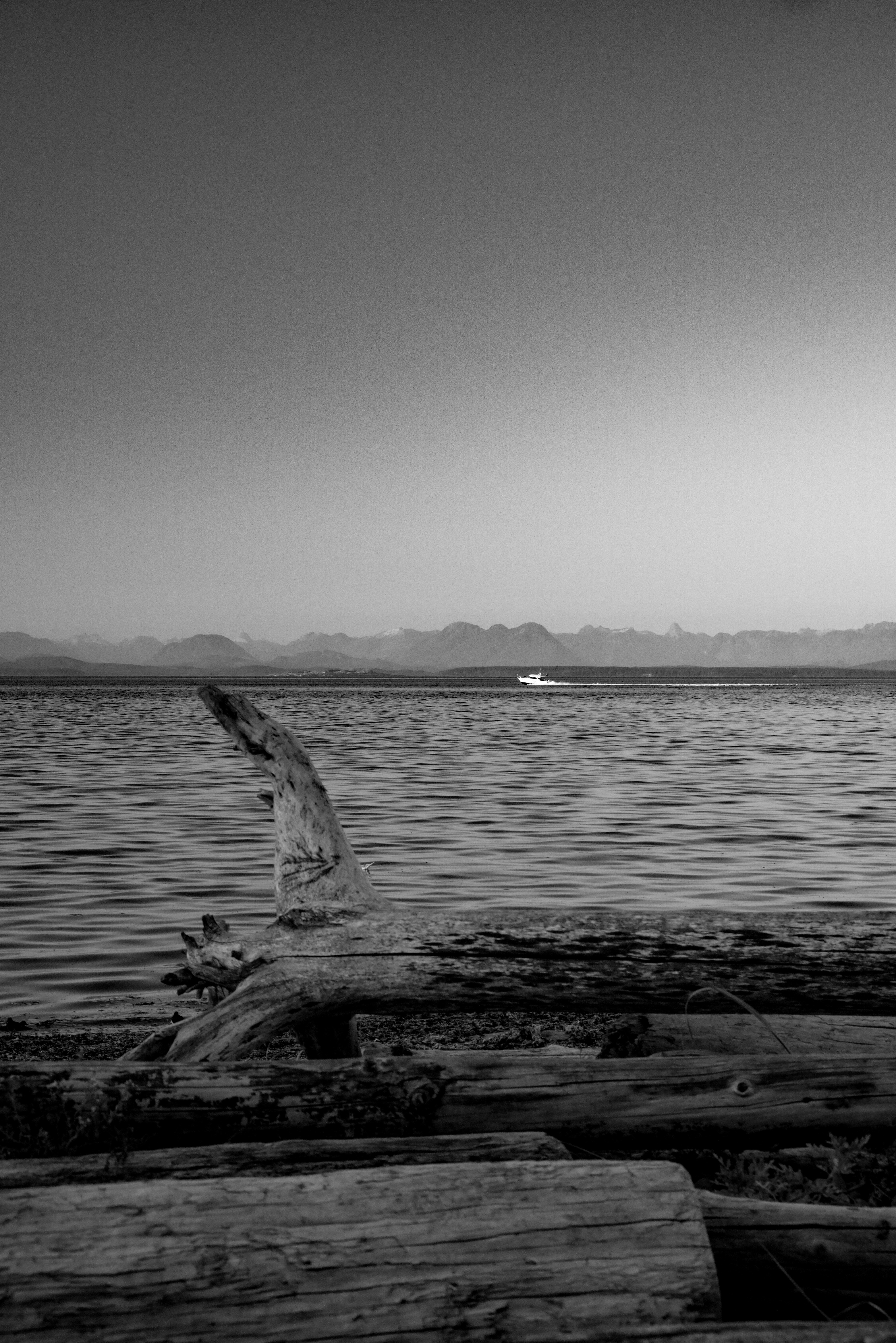 Driftwood Sentinel Over a Quiet Lake