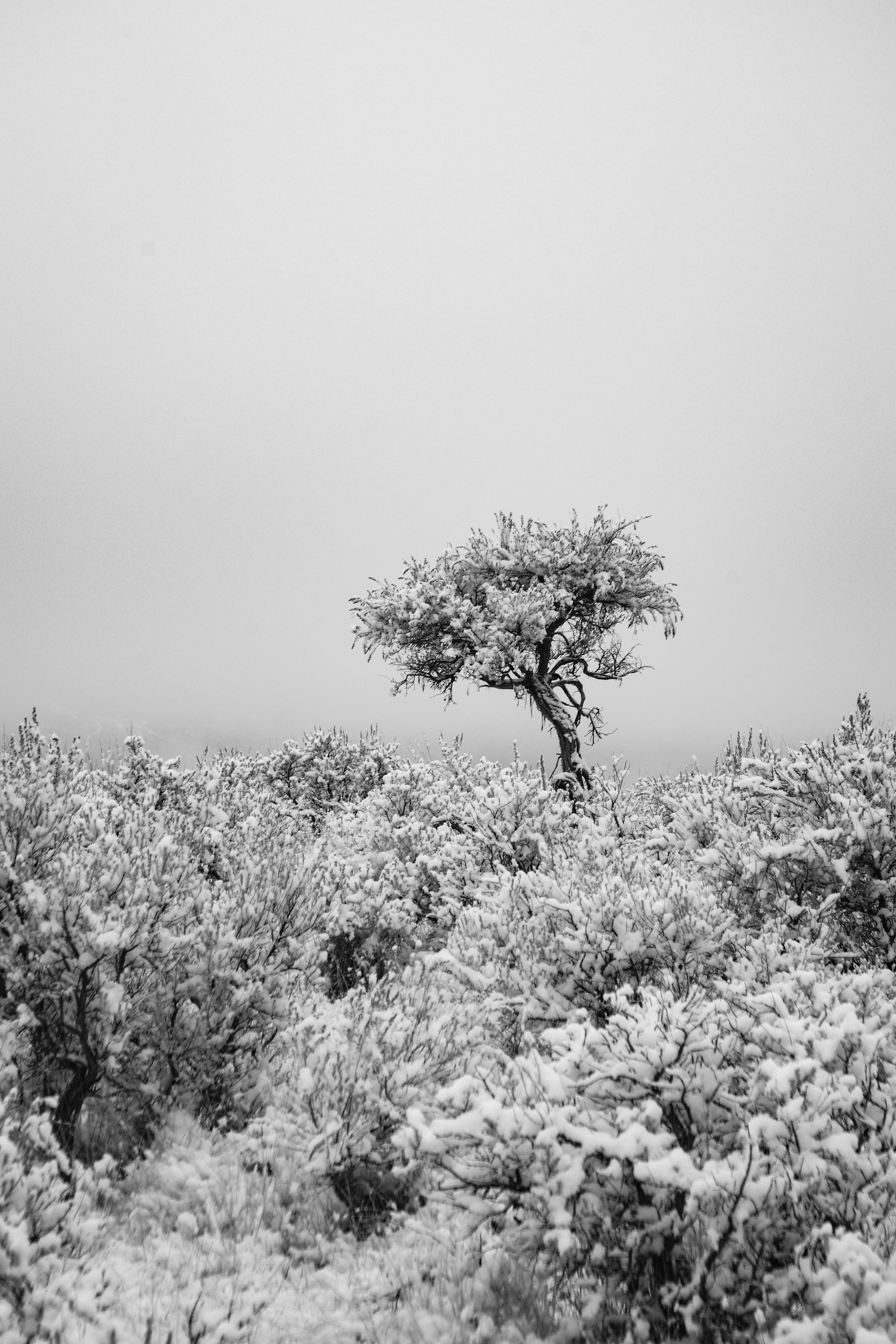 Lonely Windswept Tree Standing Above Snow-kissed Scrub