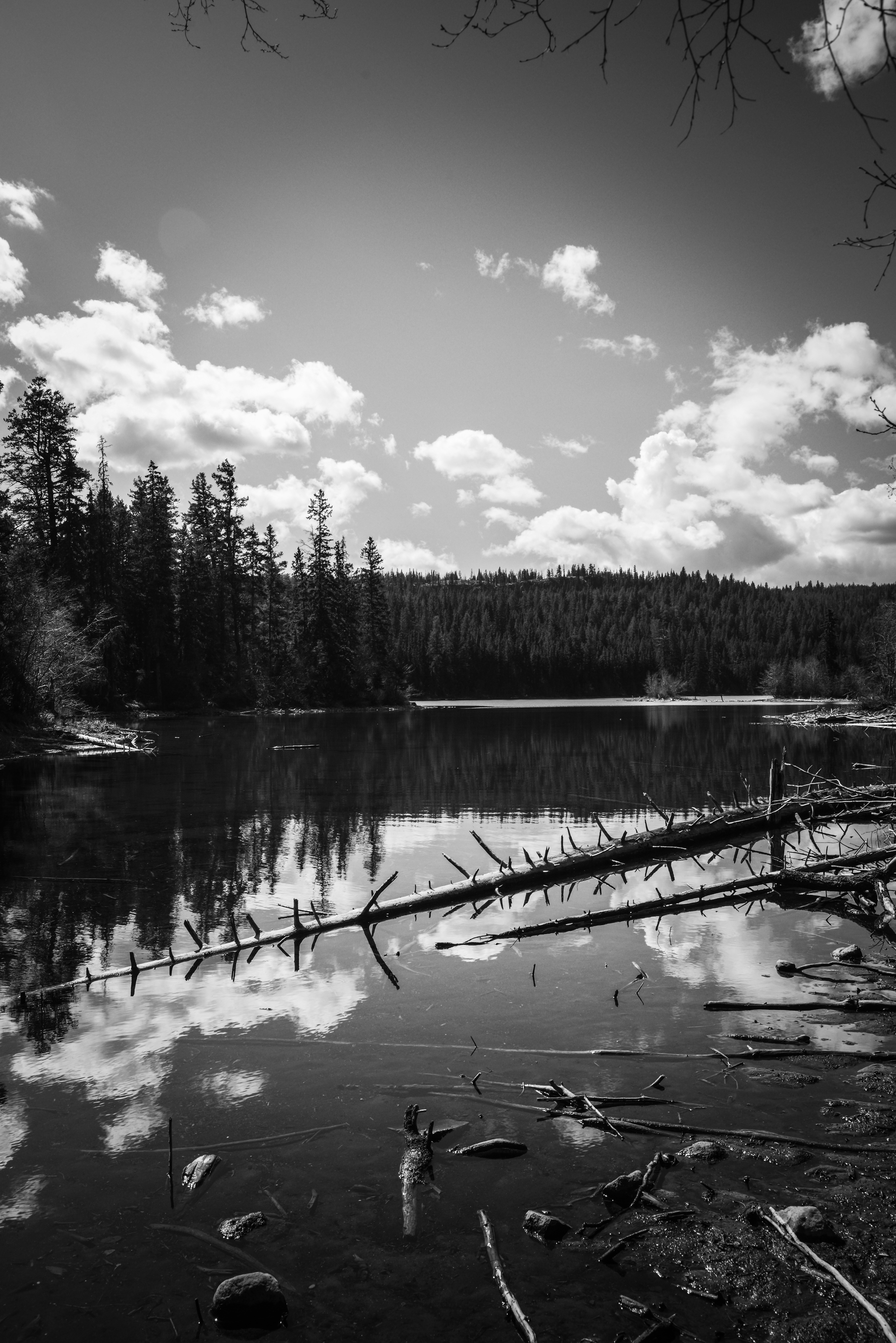 Monochrome Lake Echo: Fallen Log and Dawn Sky