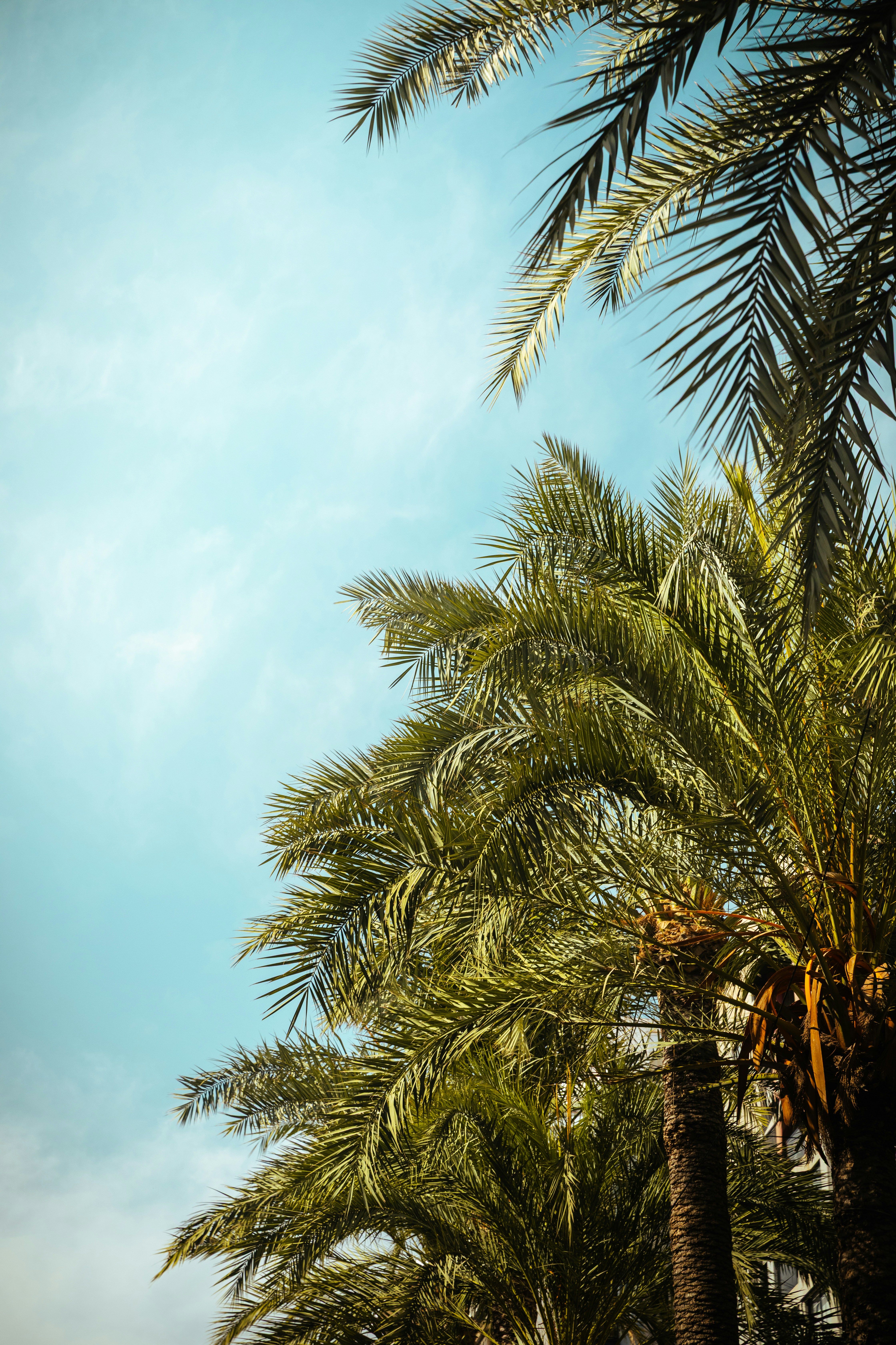 Fronds Reaching for a Bright, Open Sky