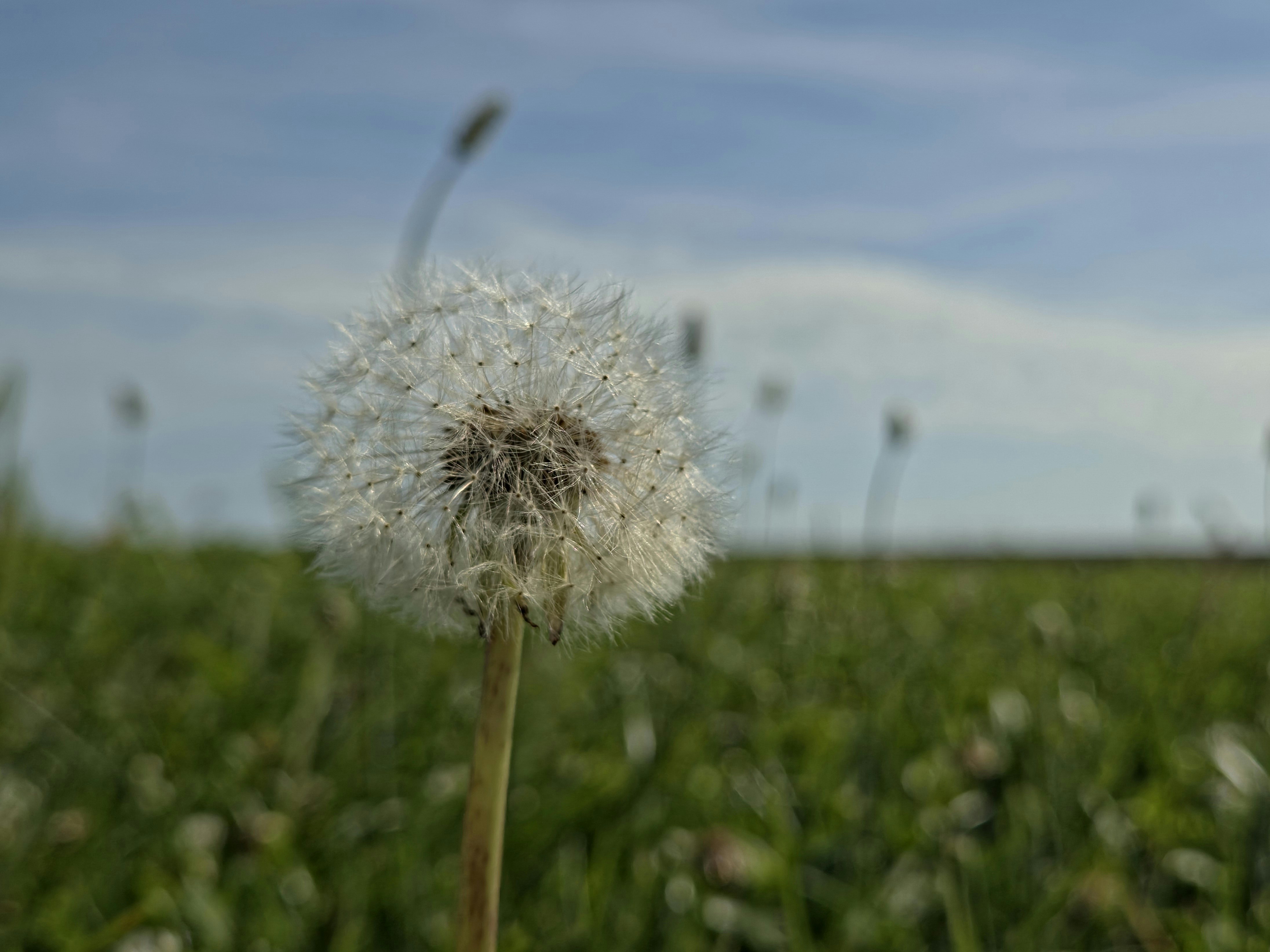 Dandelion Crown Against a Bright Field