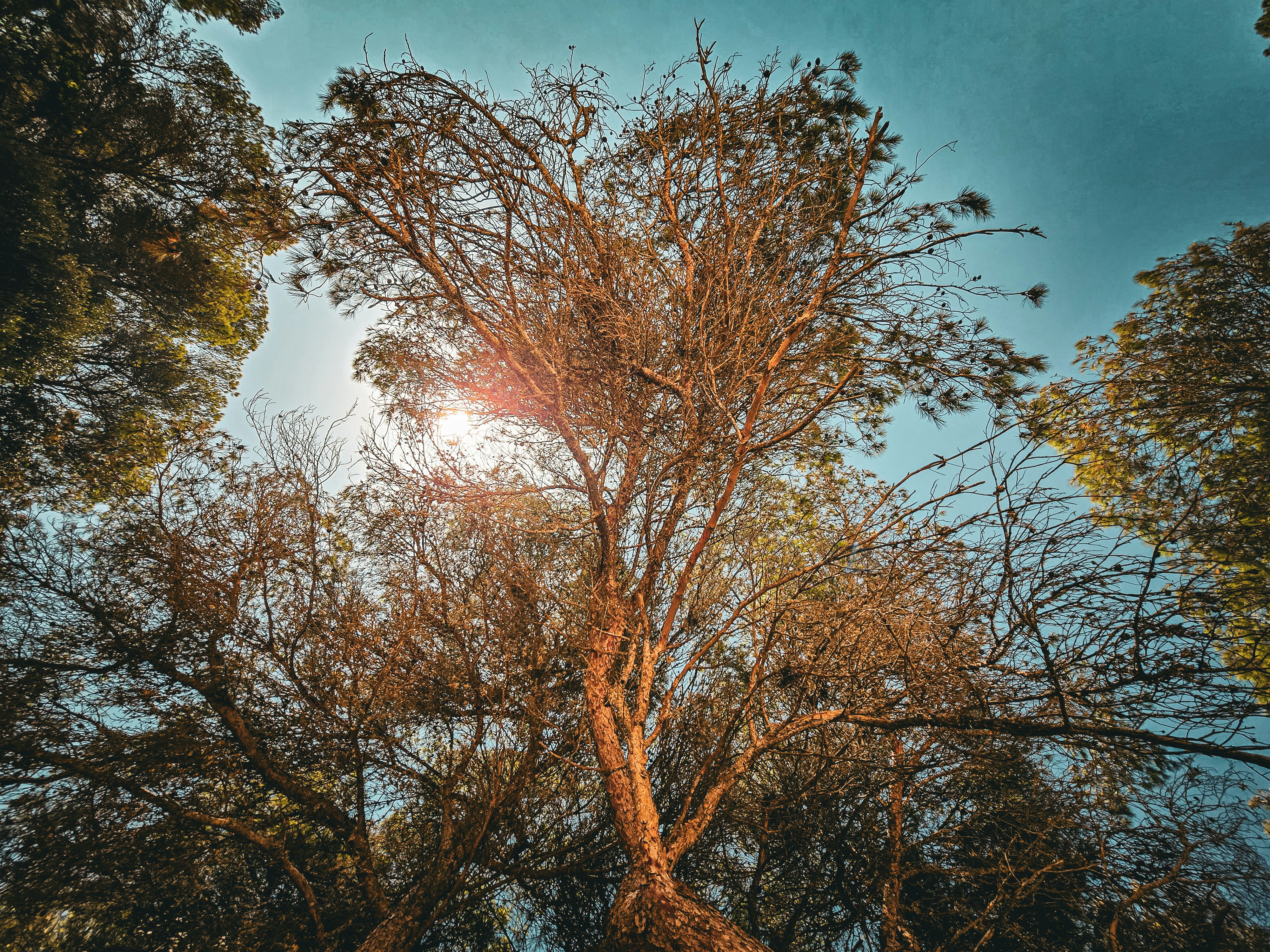Sunlit Umbrella: A Ginkgo-Leafed Canopy Reaches for the Sky