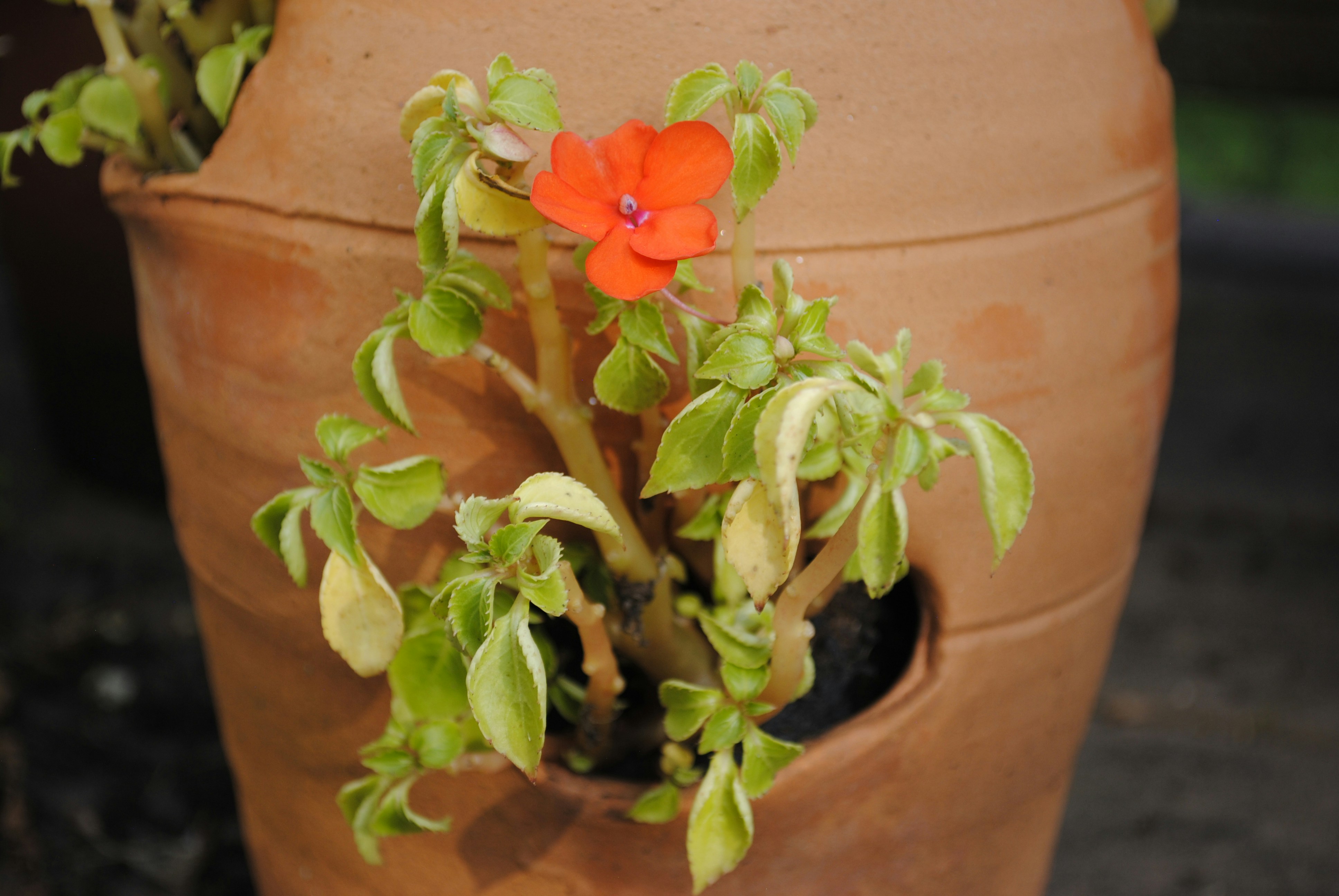 Red-orange flower centers a terracotta pot with lush green leaves