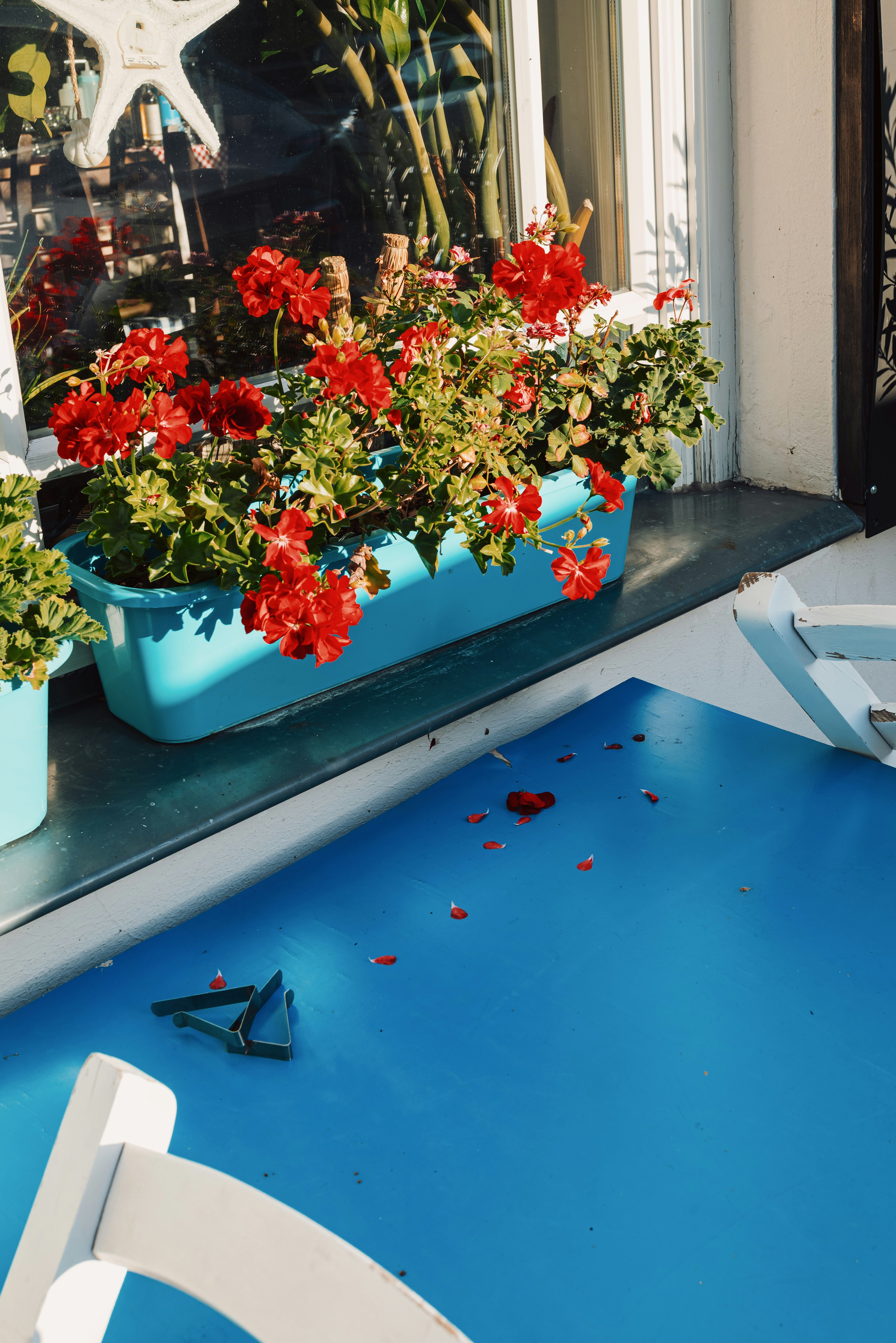 Red Petals on a Blue Deck: A Quiet Corner by the Window