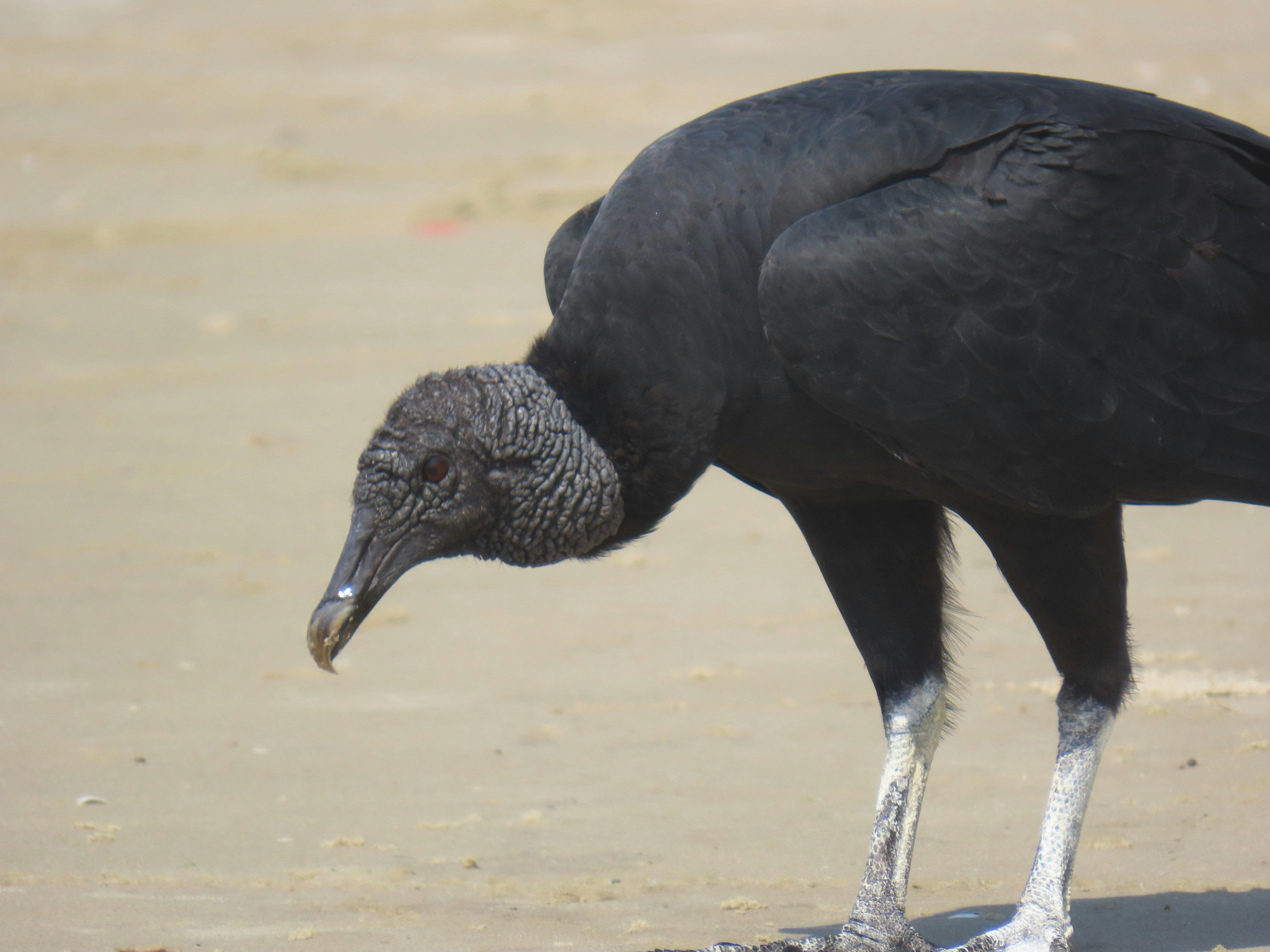 Striding Black Ibis: Focused Gaze on a Wary Beak