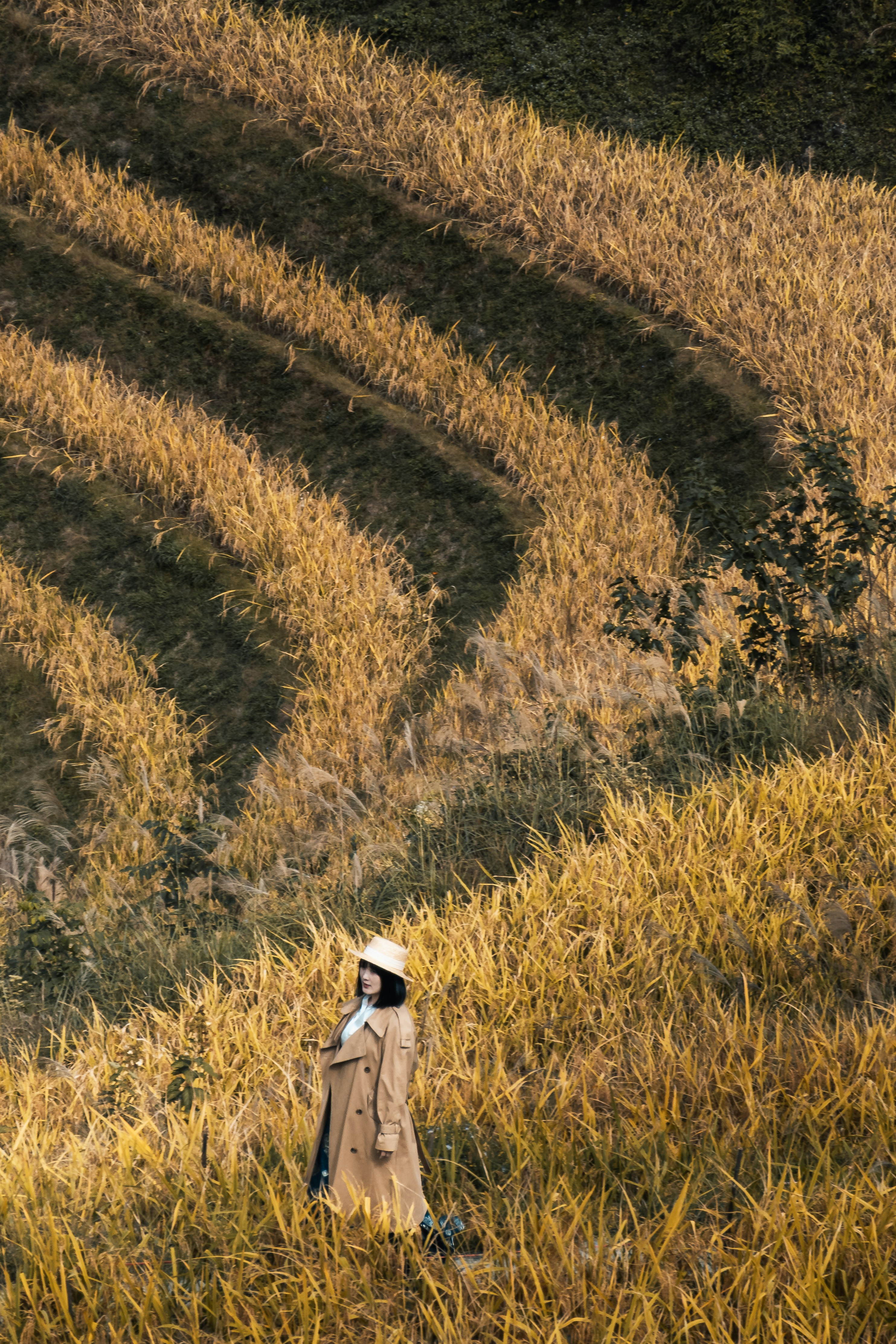 Golden Ridges: A Quiet Walk Through the Winding Field