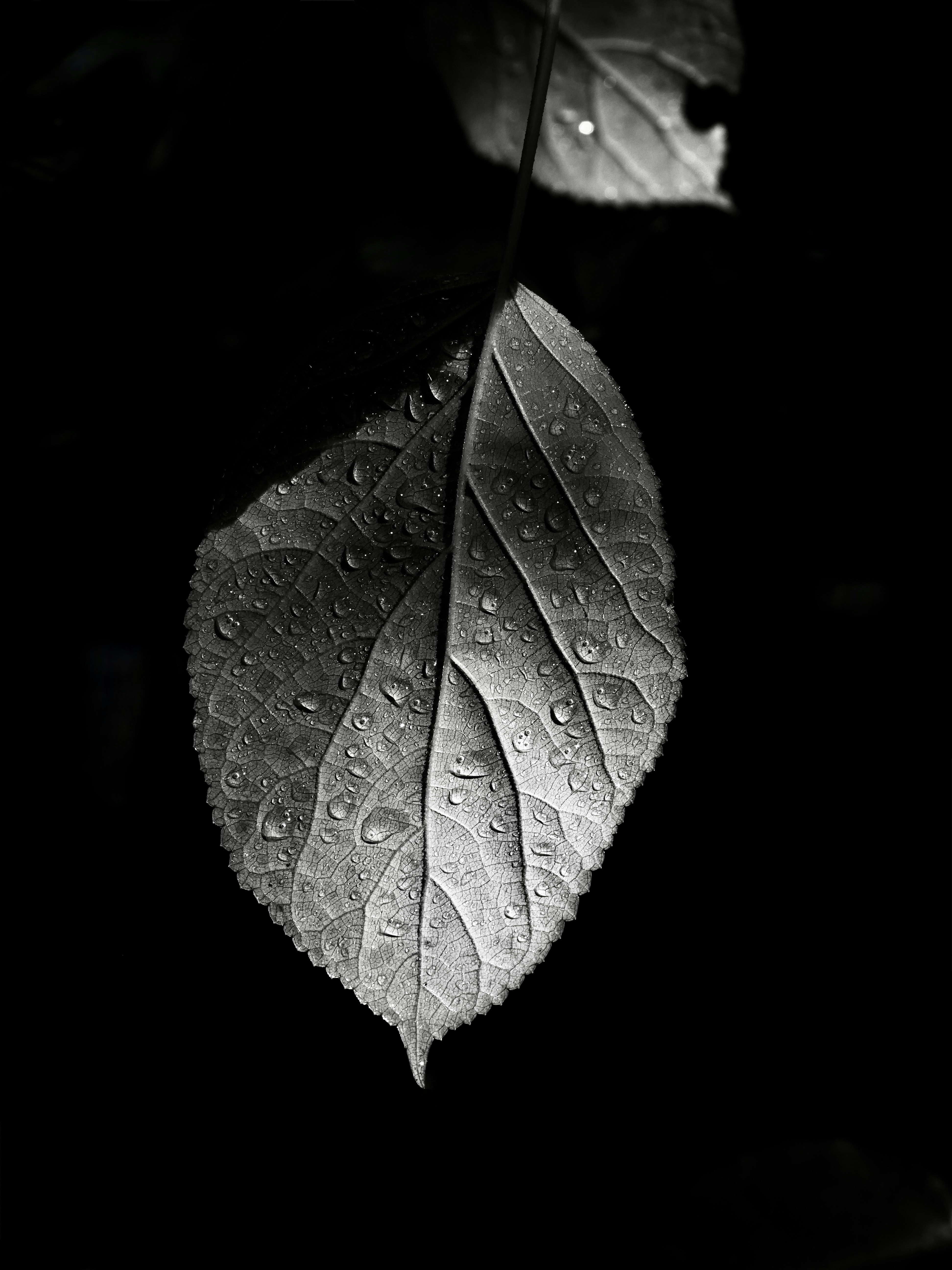 Raindrops on a Vein: A Monochrome Leaf in Focus