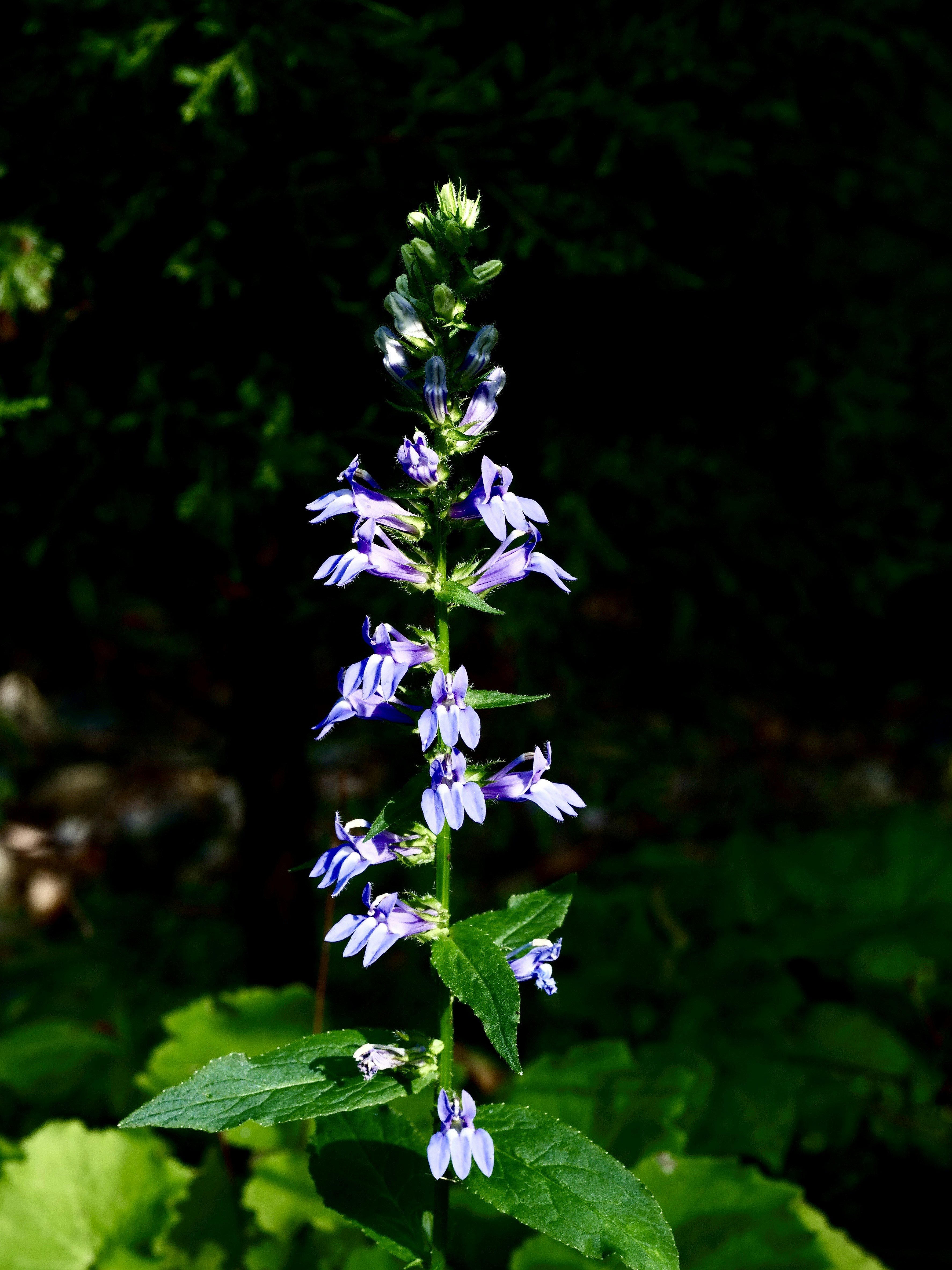 Vertical Spike: a lavender stalk Rising from Deep Shade