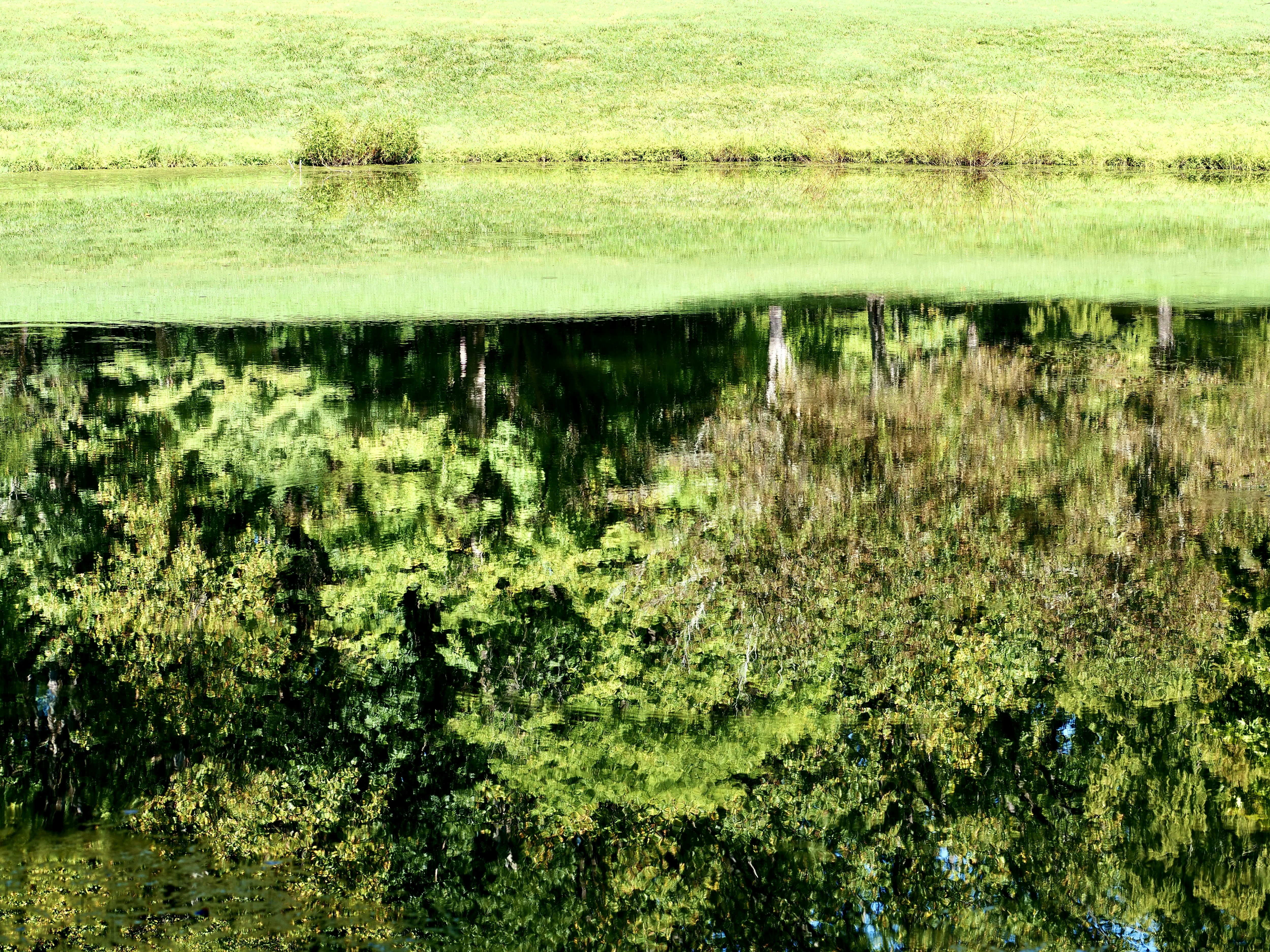 Upside-Down Landscape: A Green Riverline Beneath a Forest Canopy