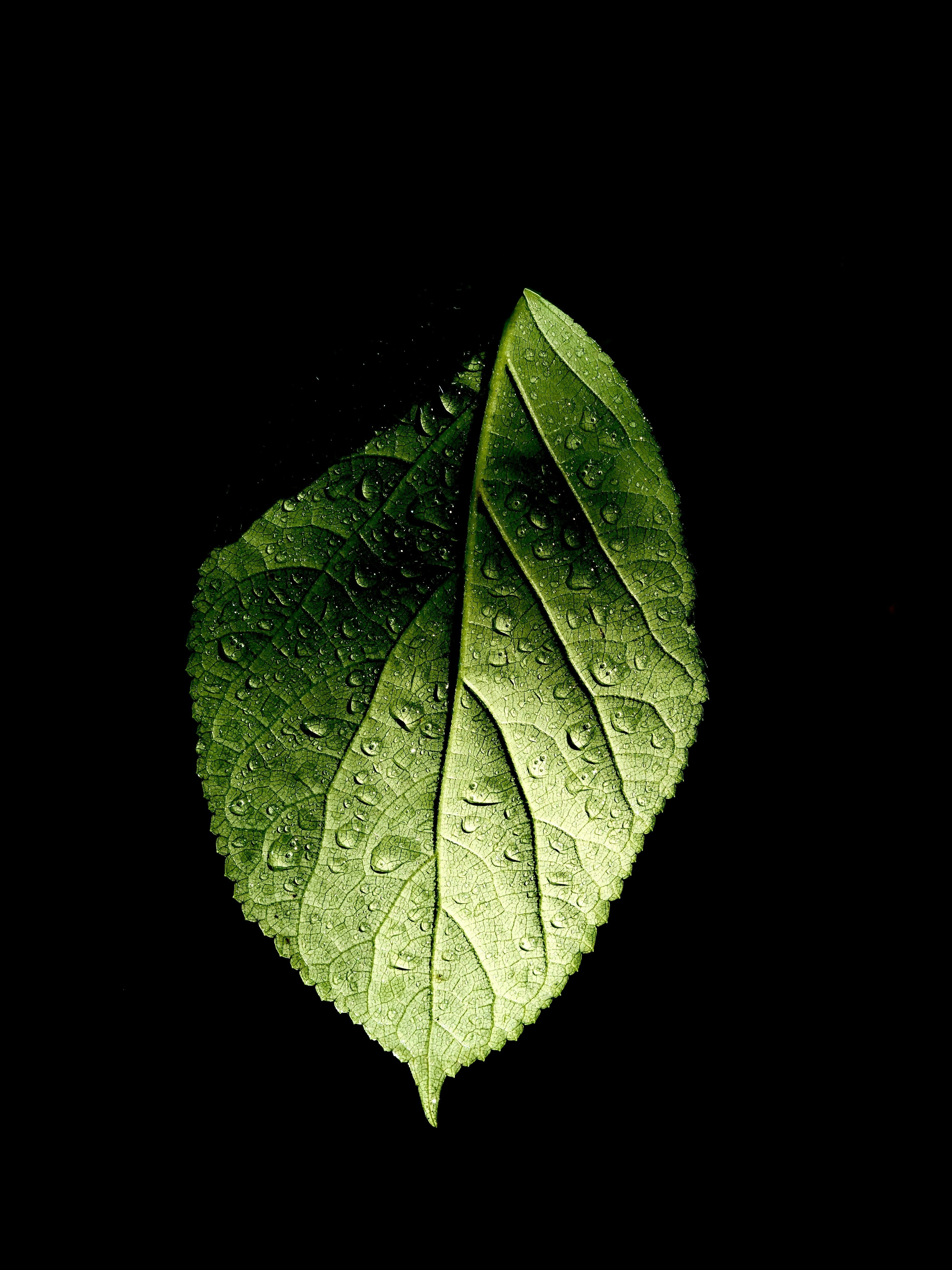 Emerald Vein: a lone leaf with raindrops against midnight black