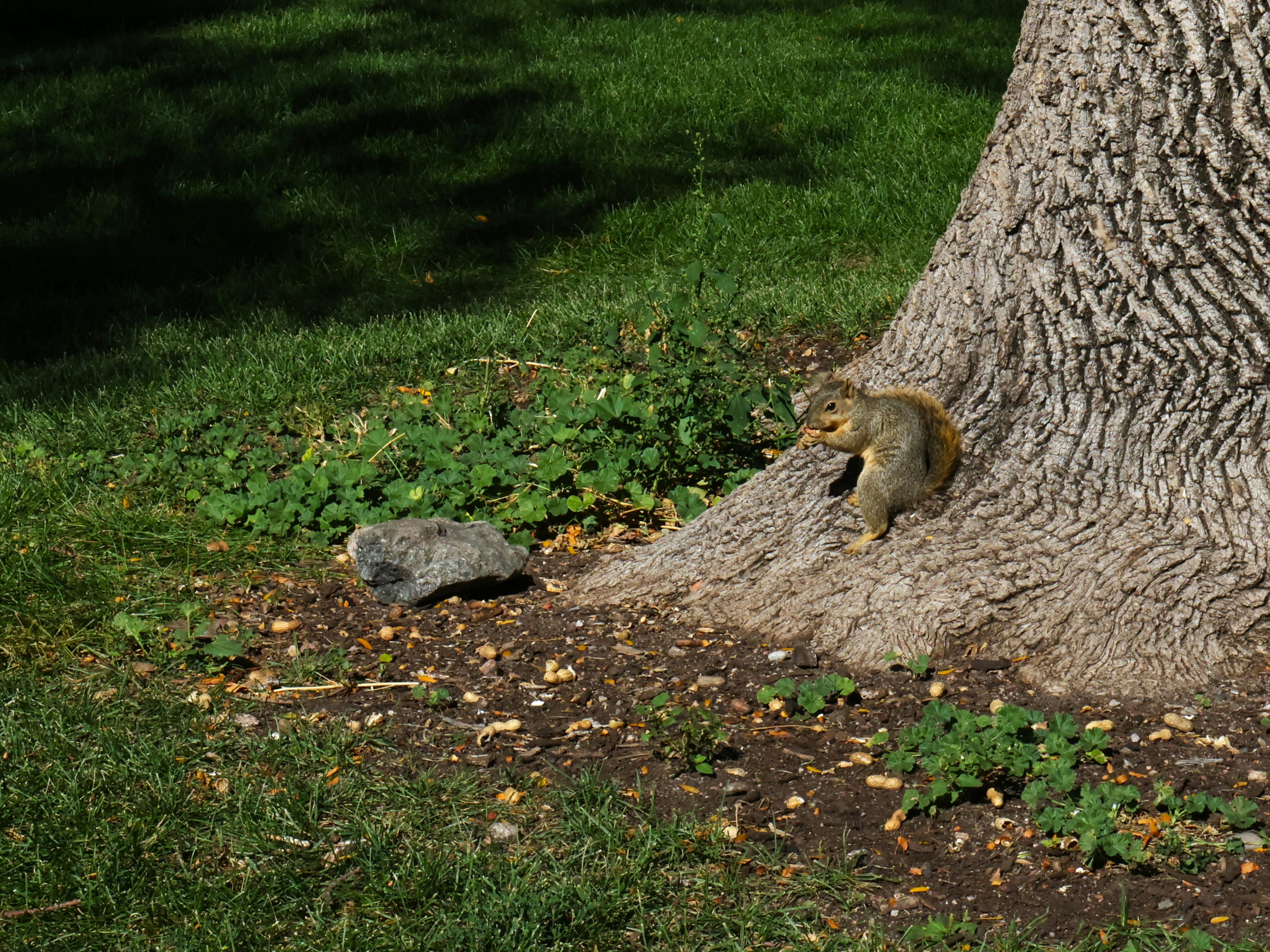 Squirrel at the Foot of an Ancient Oak