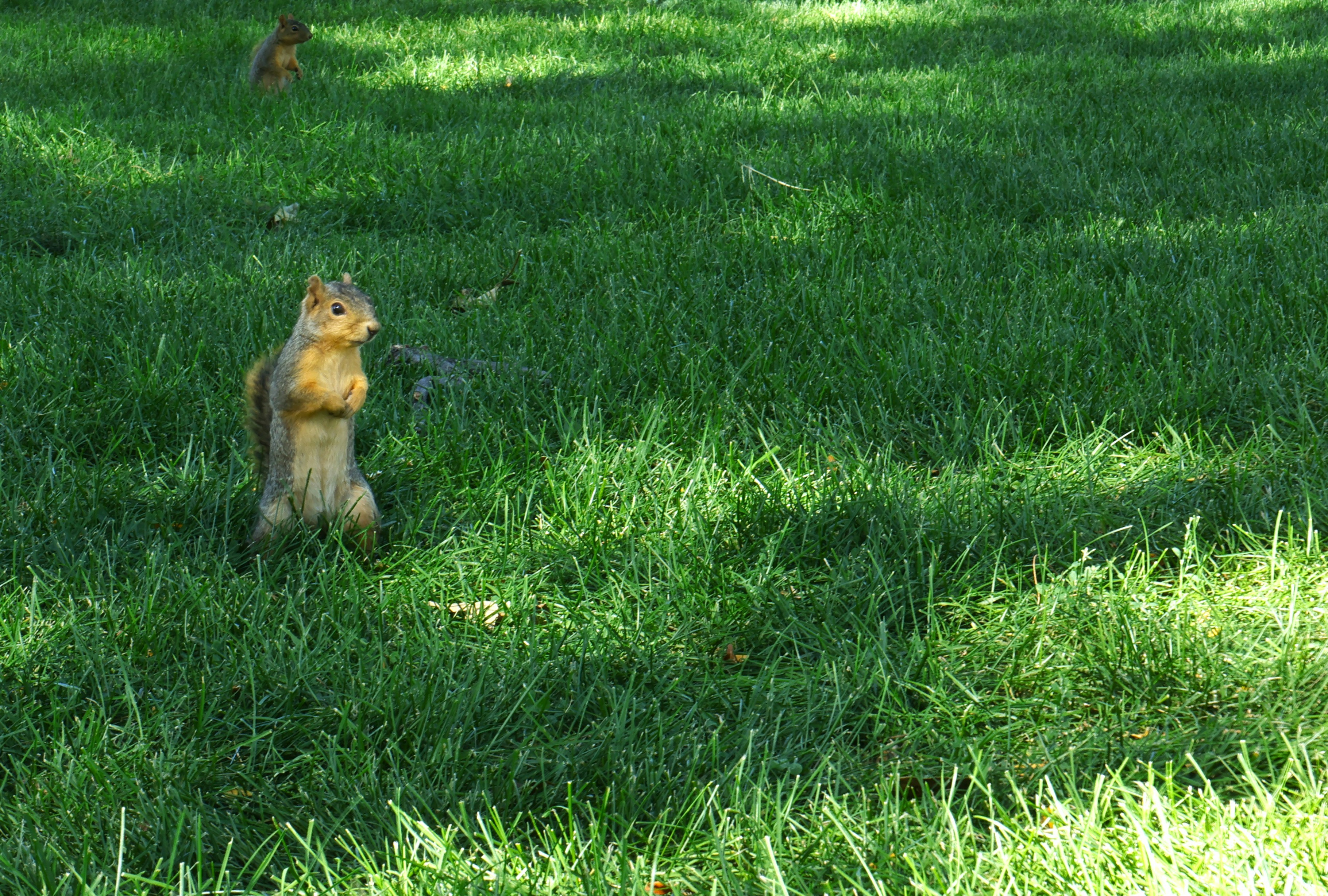 Squirrel Sentinel: A Curious Park Moment