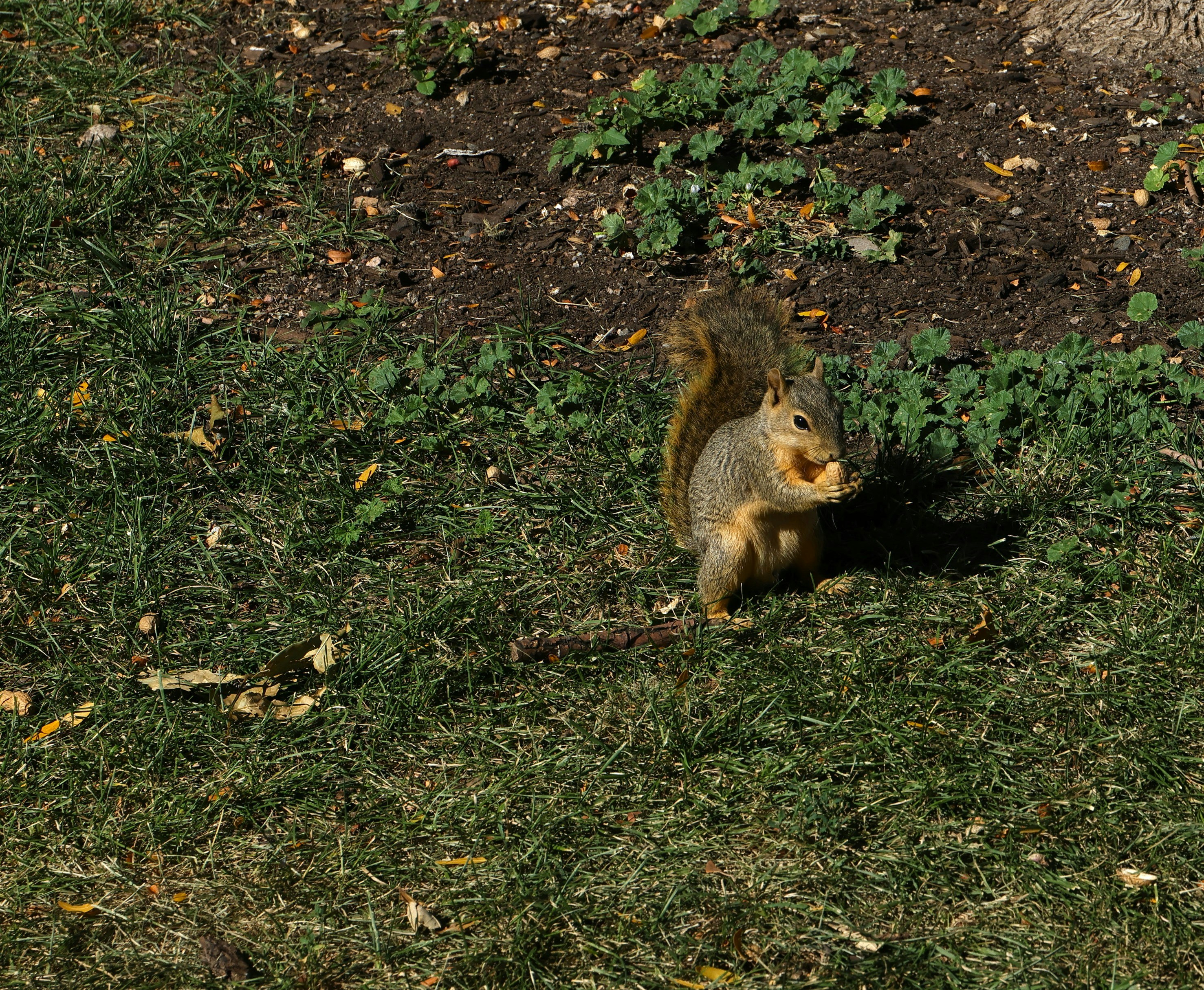 Squirrel Pause: A Nut-Scented Moment in Dappled Light