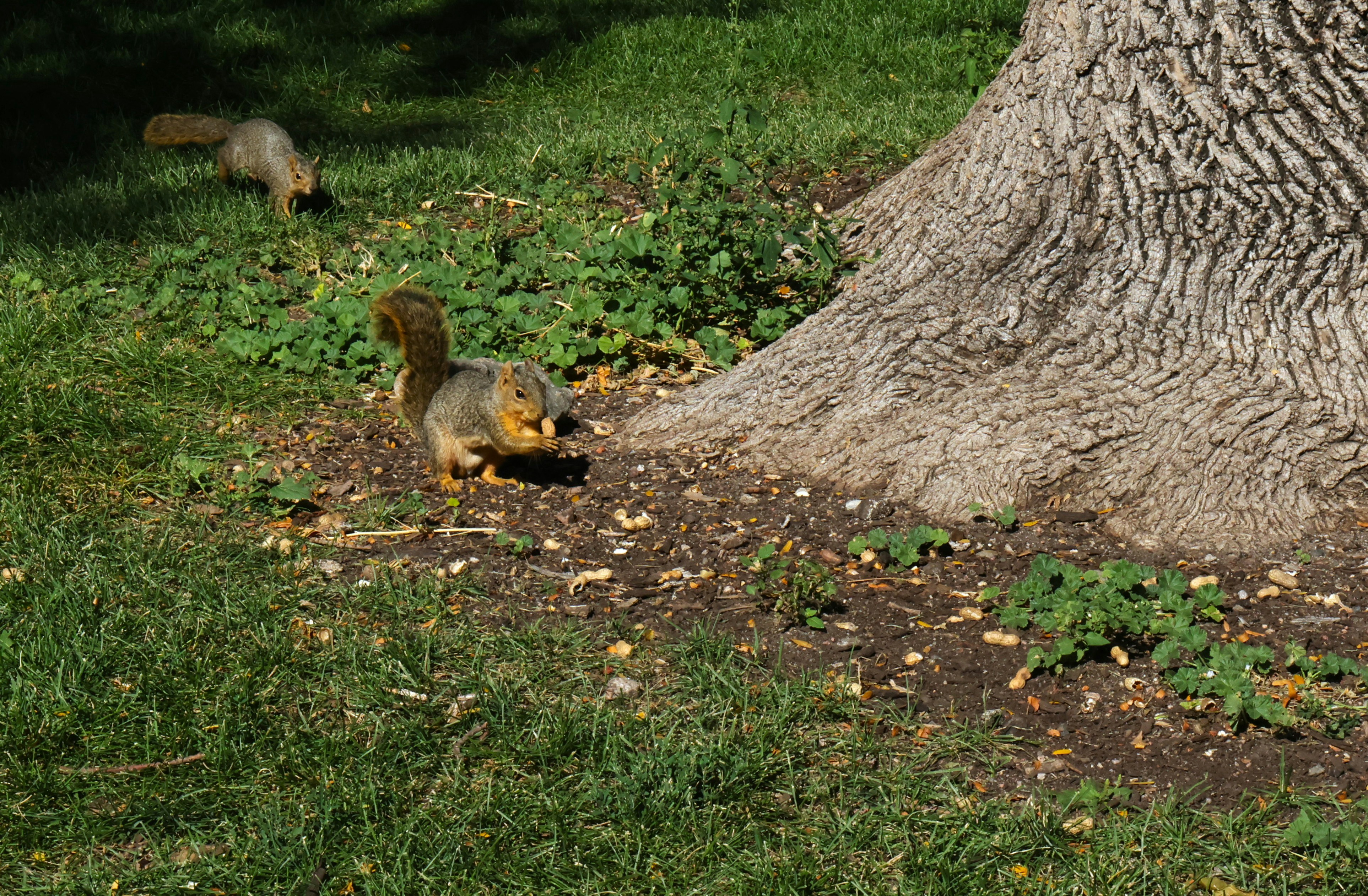 Sunlit Squirrels at the Foot of a Gnarled Tree