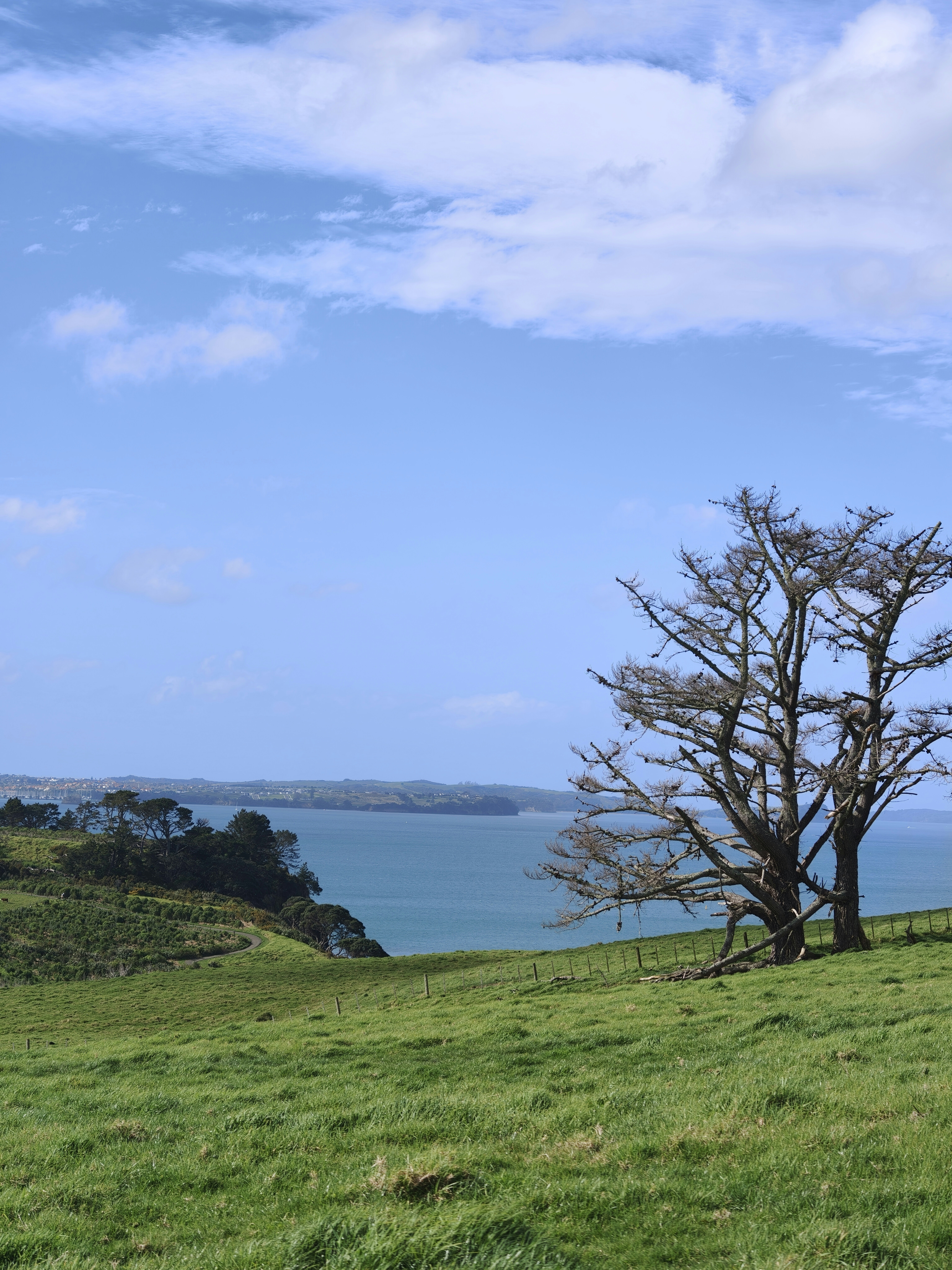 Lone, leafless tree stands on a grassy hill with a calm blue sea and distant land under a bright sky.