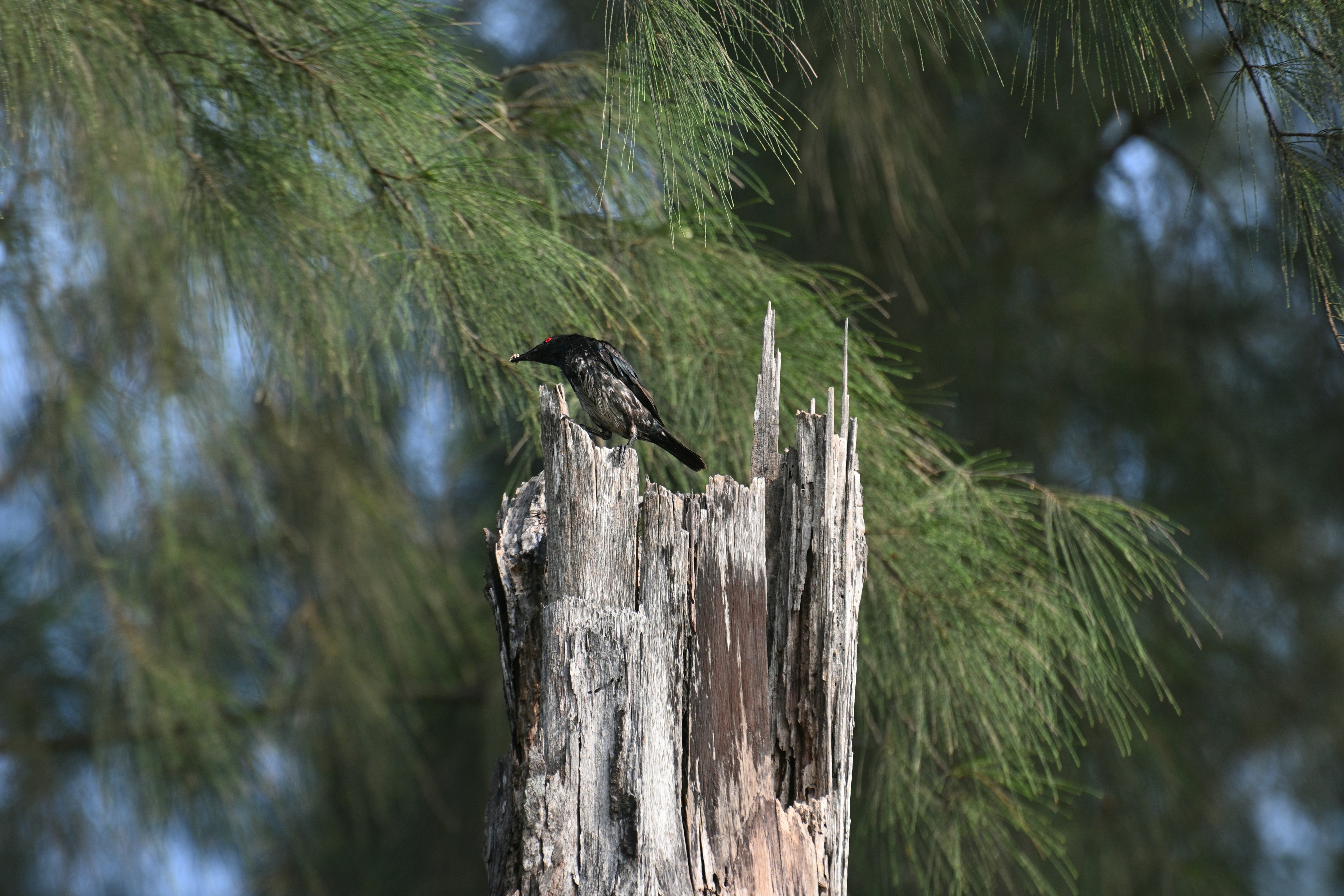 Stubborn Sentinel: A Black Bird Perched on Weathered Stump
