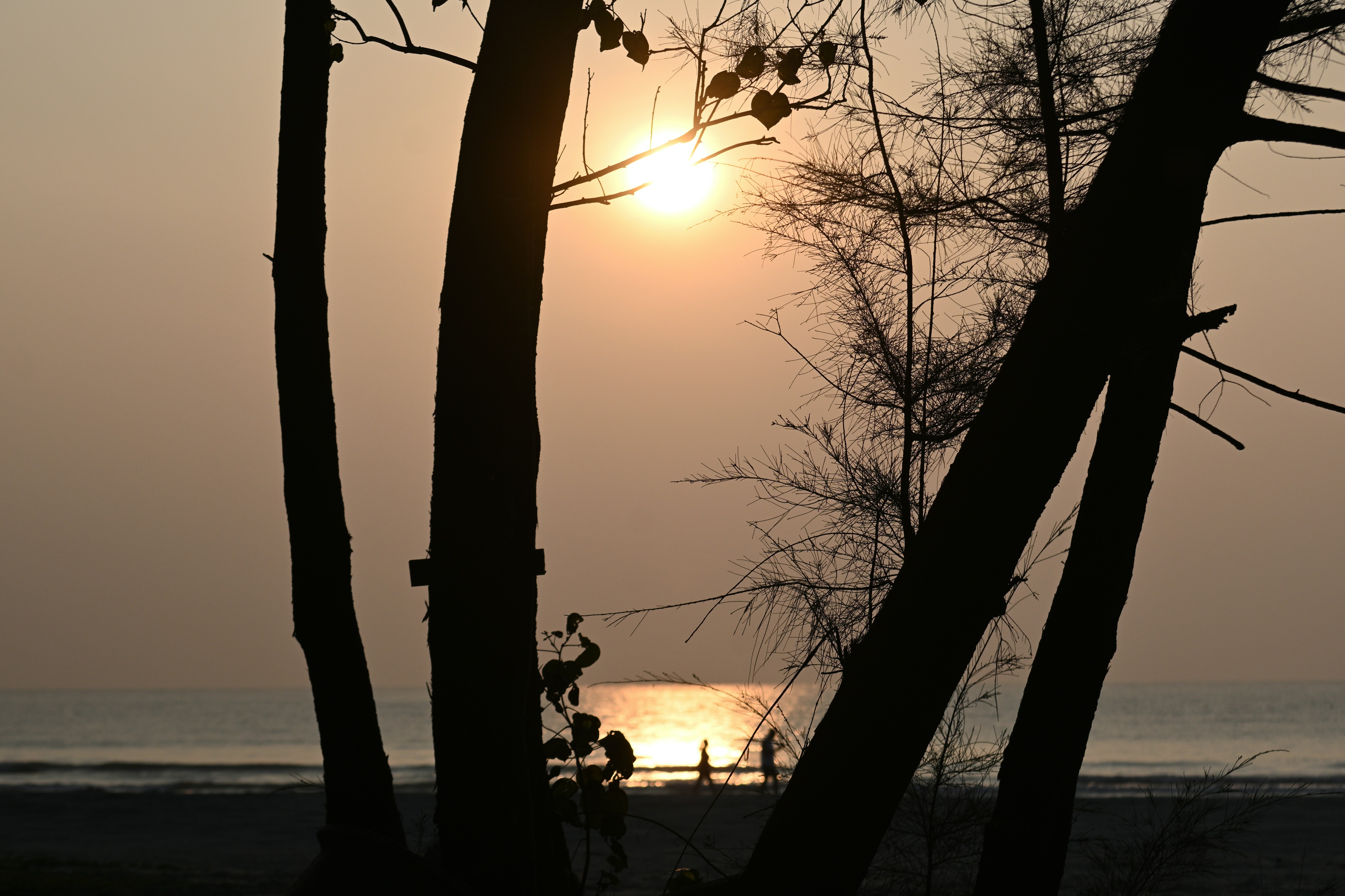 Sunlit silhouettes: trees frame a tranquil shoreline at golden hour