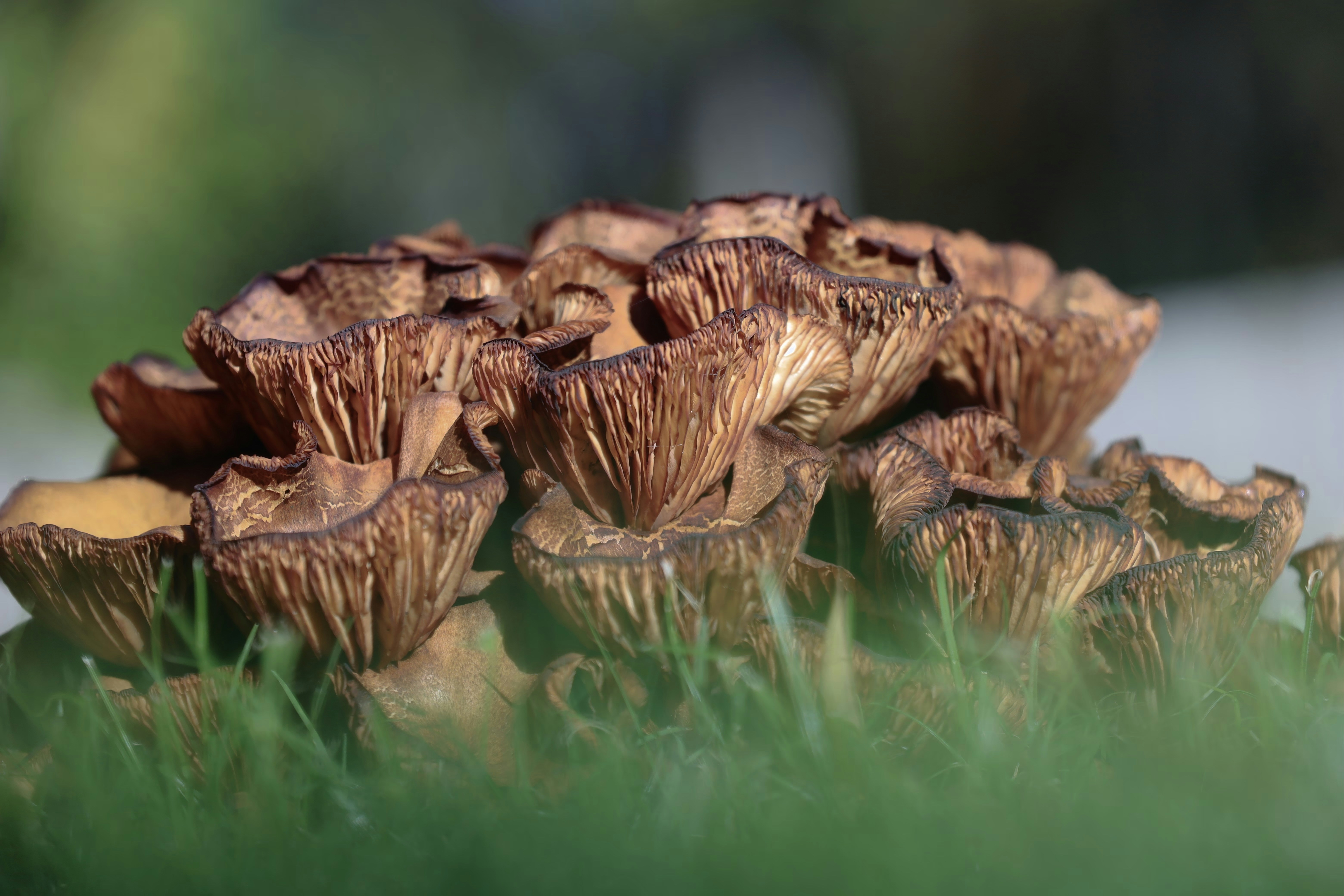 Cluster of brown mushrooms rising from a lush green lawn with soft bokeh in the background.