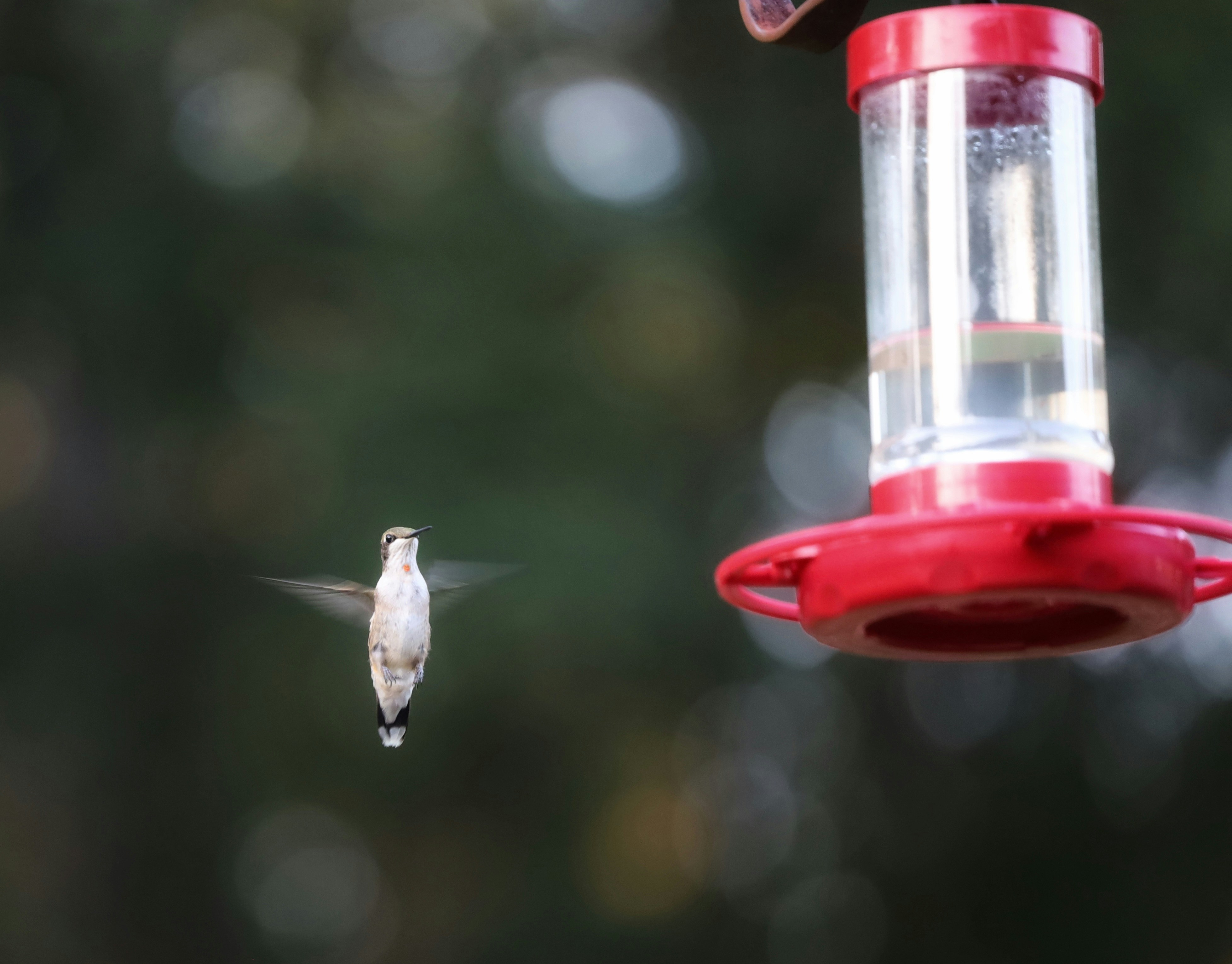 Hummingbird in Flight Before a Red-Top Feeder