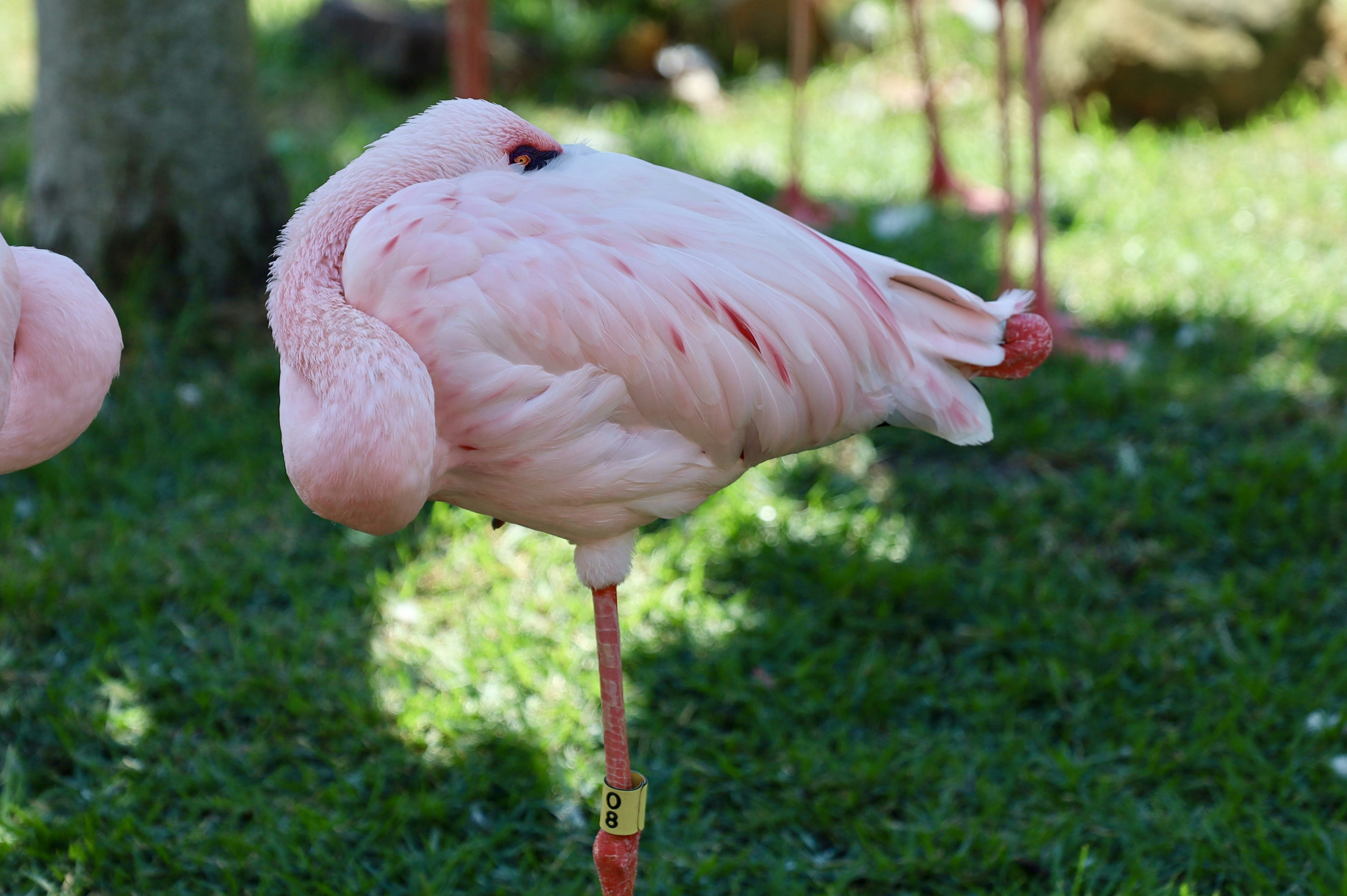 Flamingo in Soft Spotlight: a Pink Silhouette on Green Grass