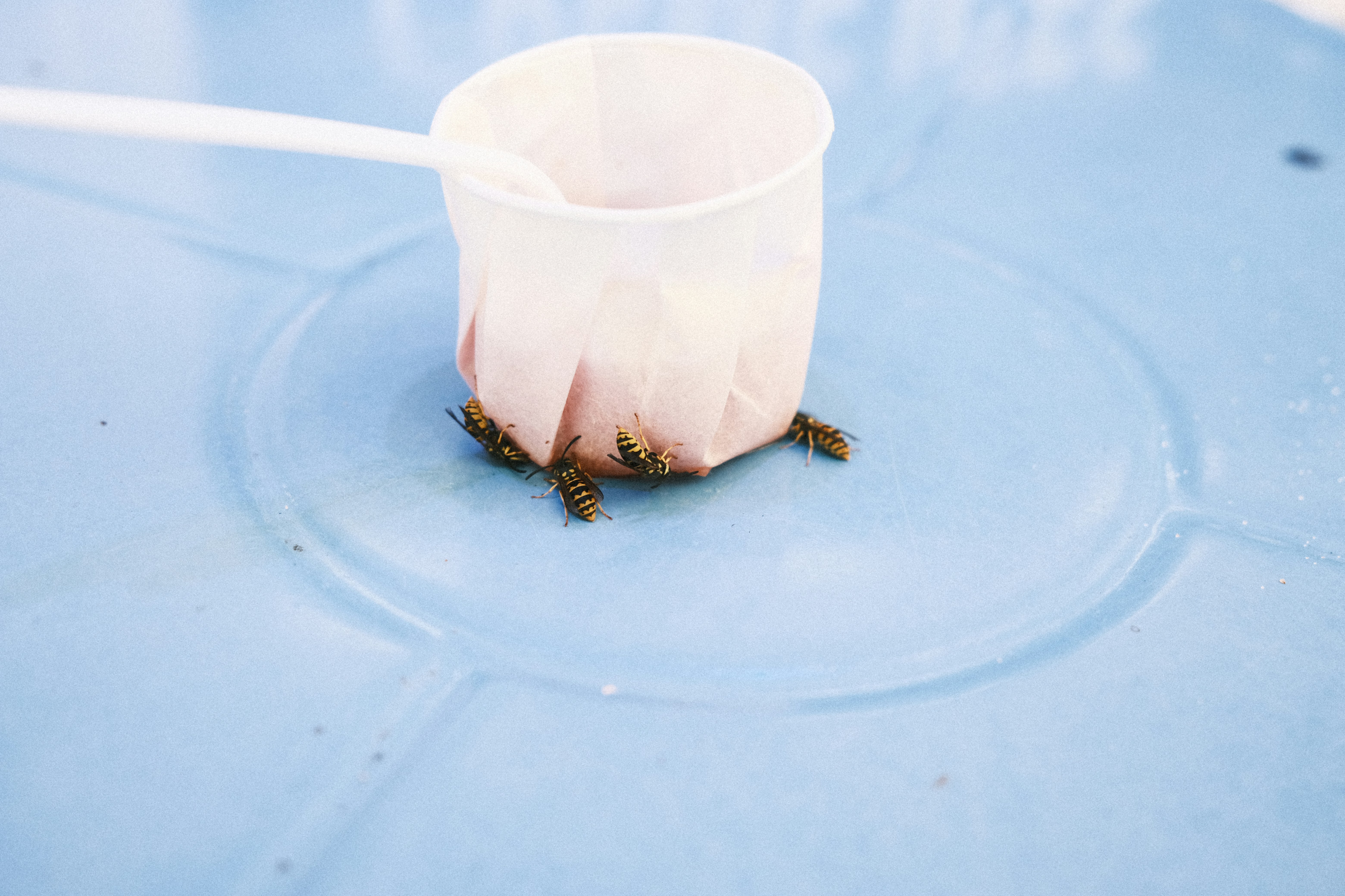 Beelets' Target: A Tiny Plastic Cup Ceremony on a Blue Moment