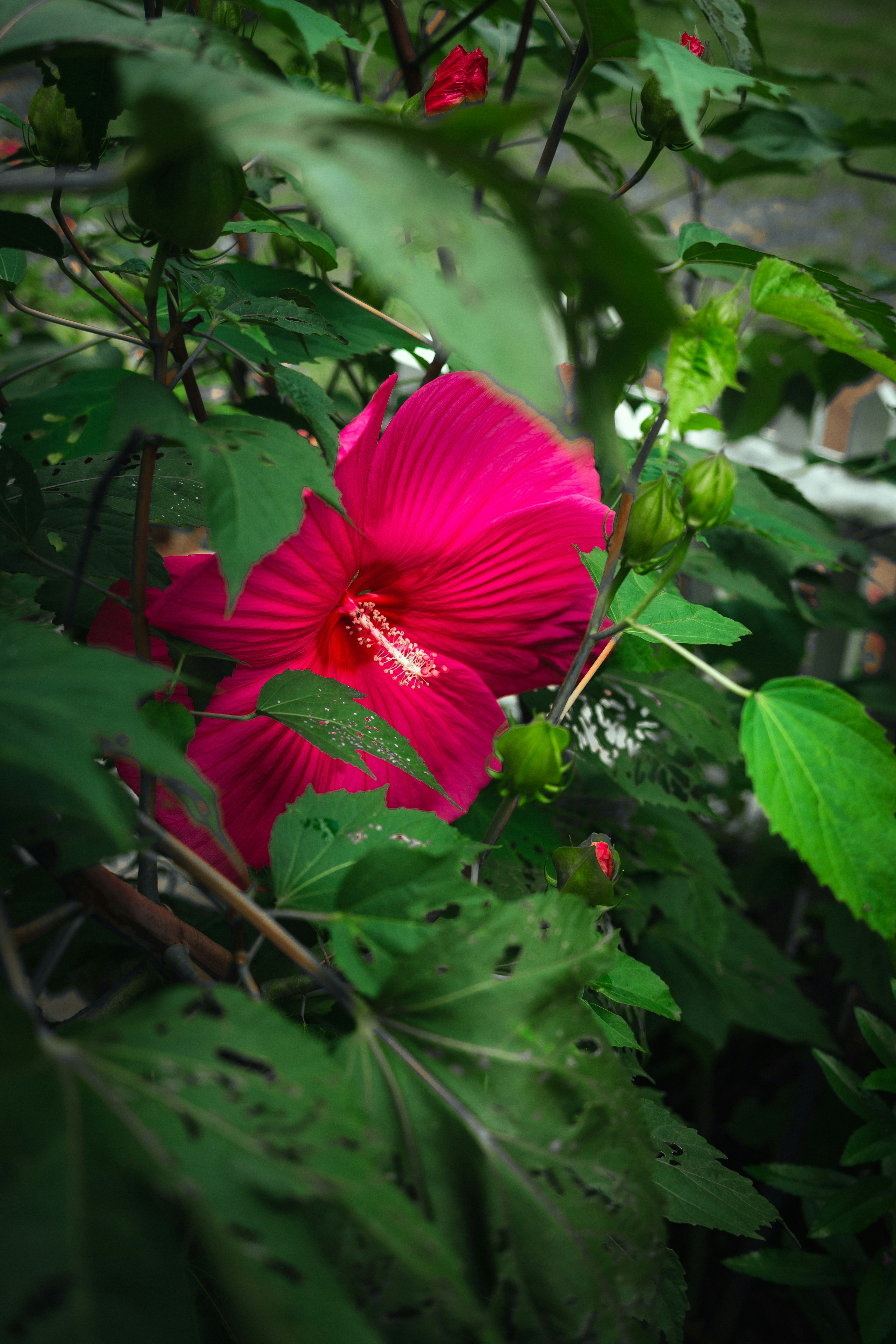 Crimson Hibiscus Emerges Through Green Veil