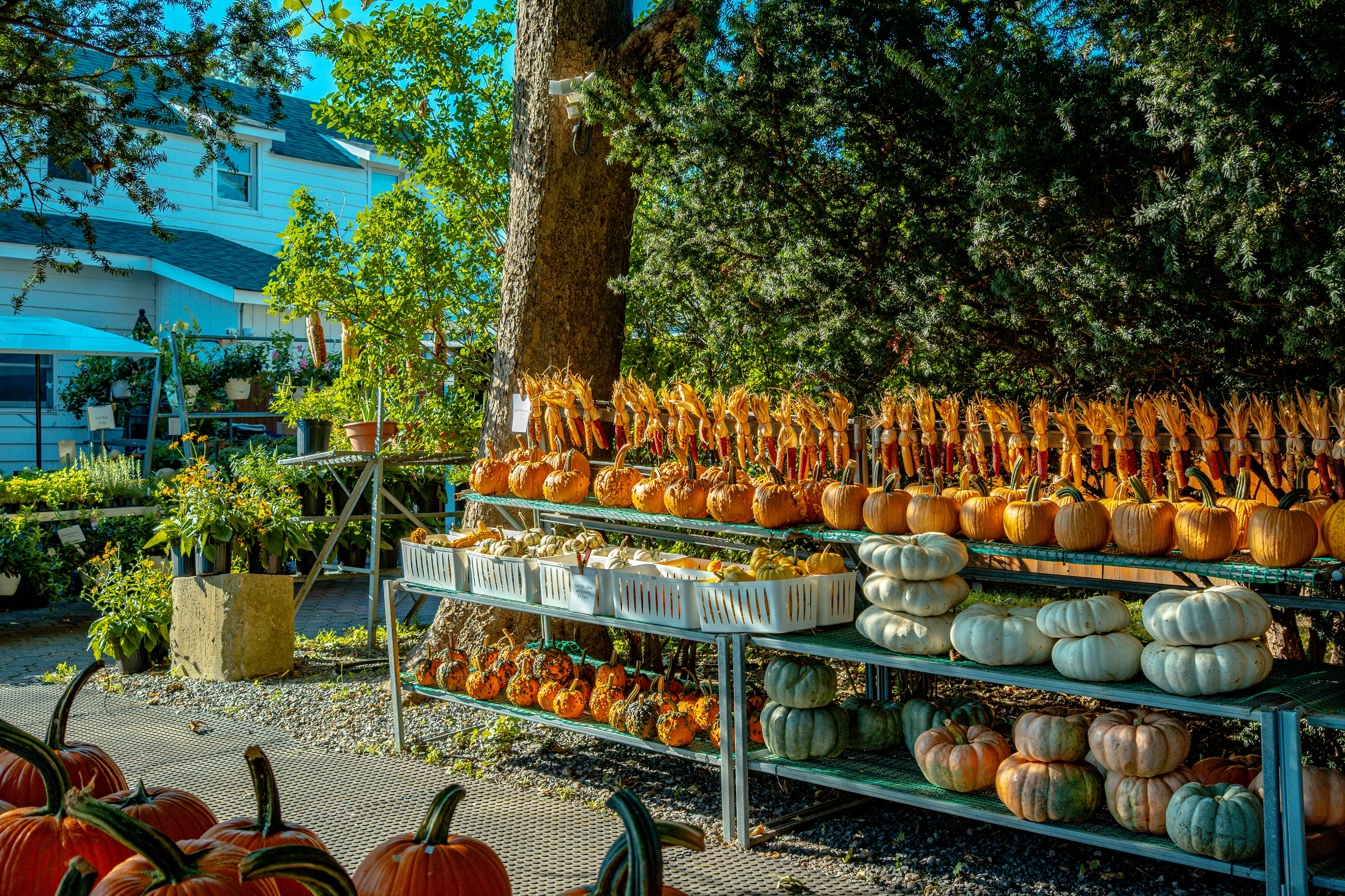 Autumn Harvest: Pumpkins Parade Under a Sunlit Oak