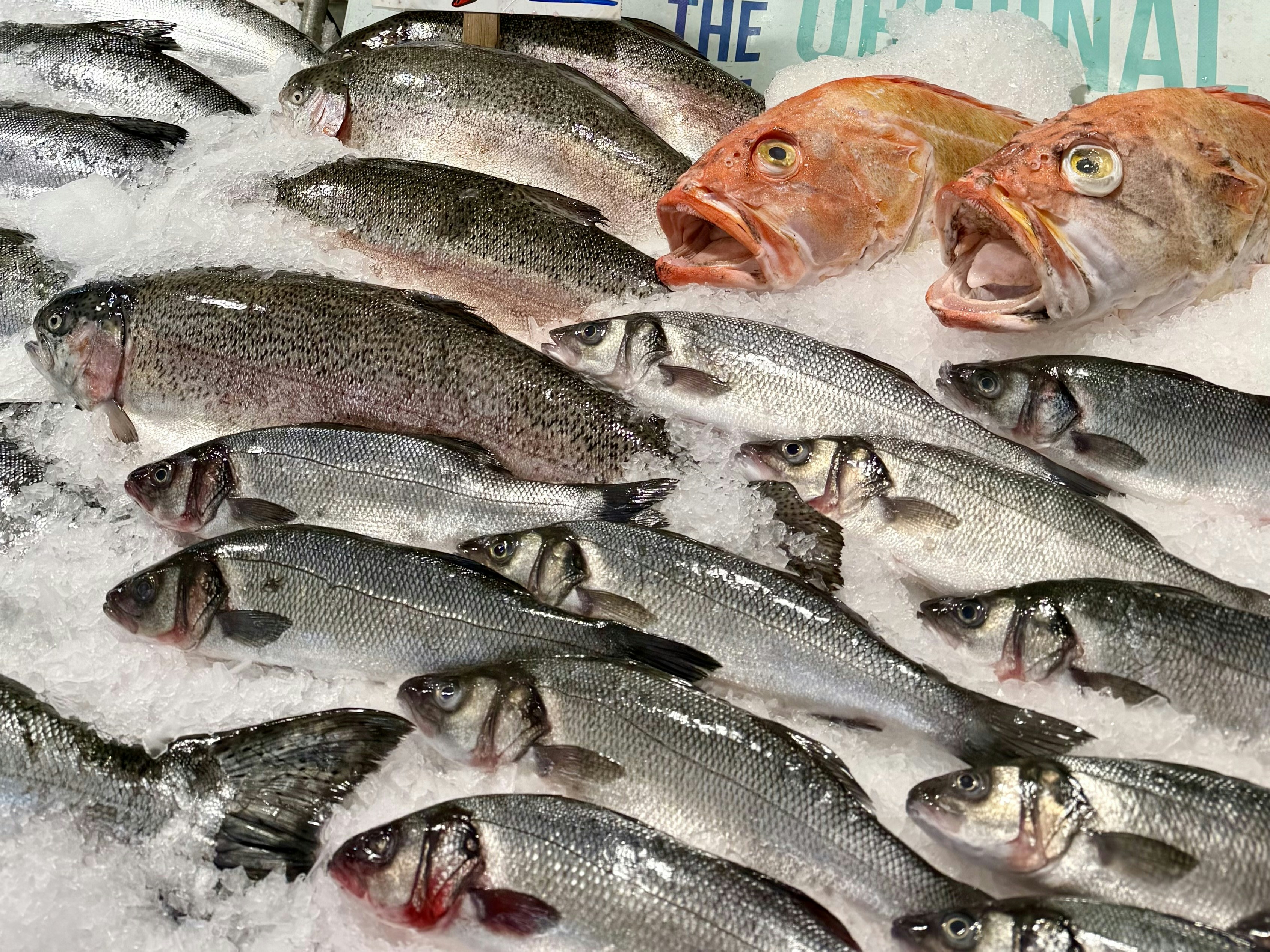 Ice-Cold Market Catch: A Row of Red and Silver Market Fish