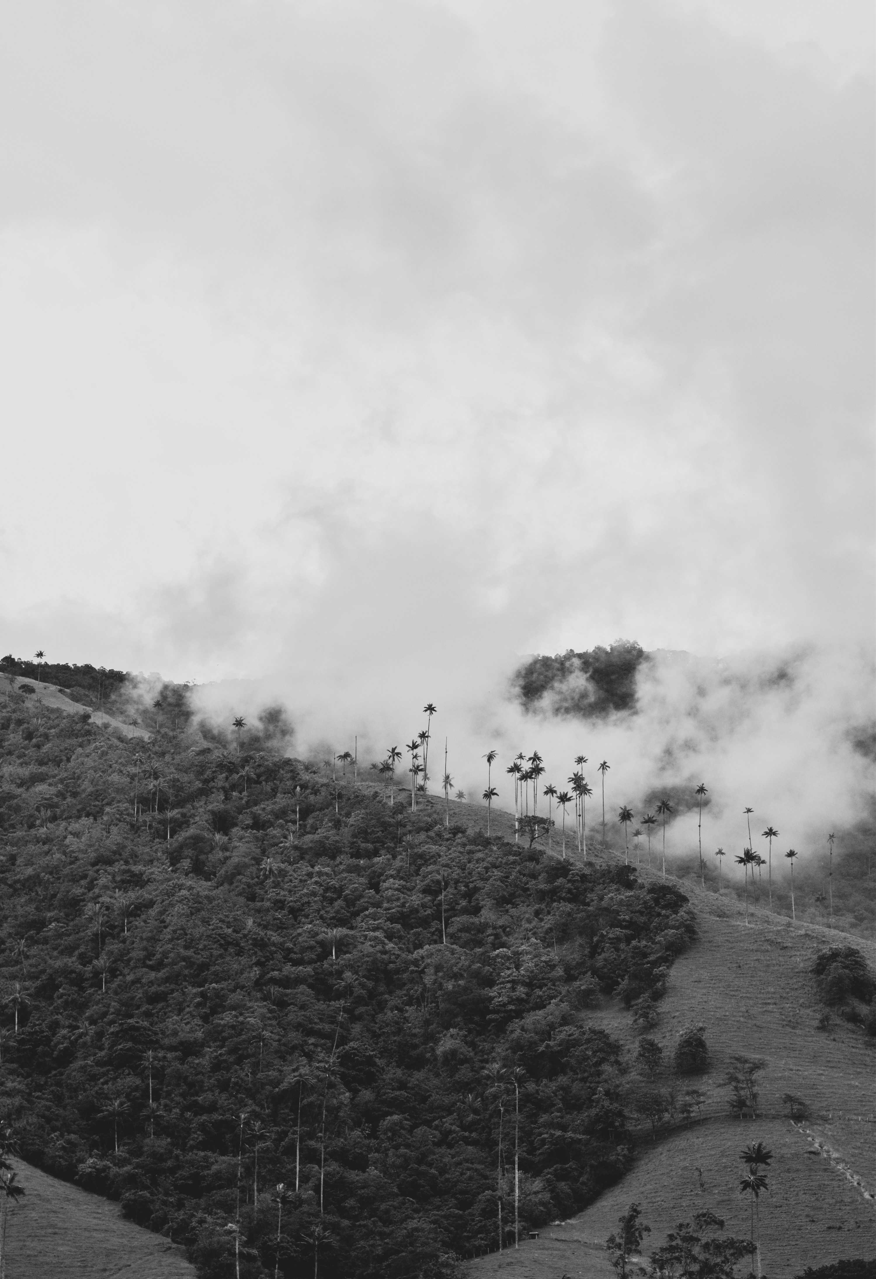 Silhouetted Hillside Clearing the Mist