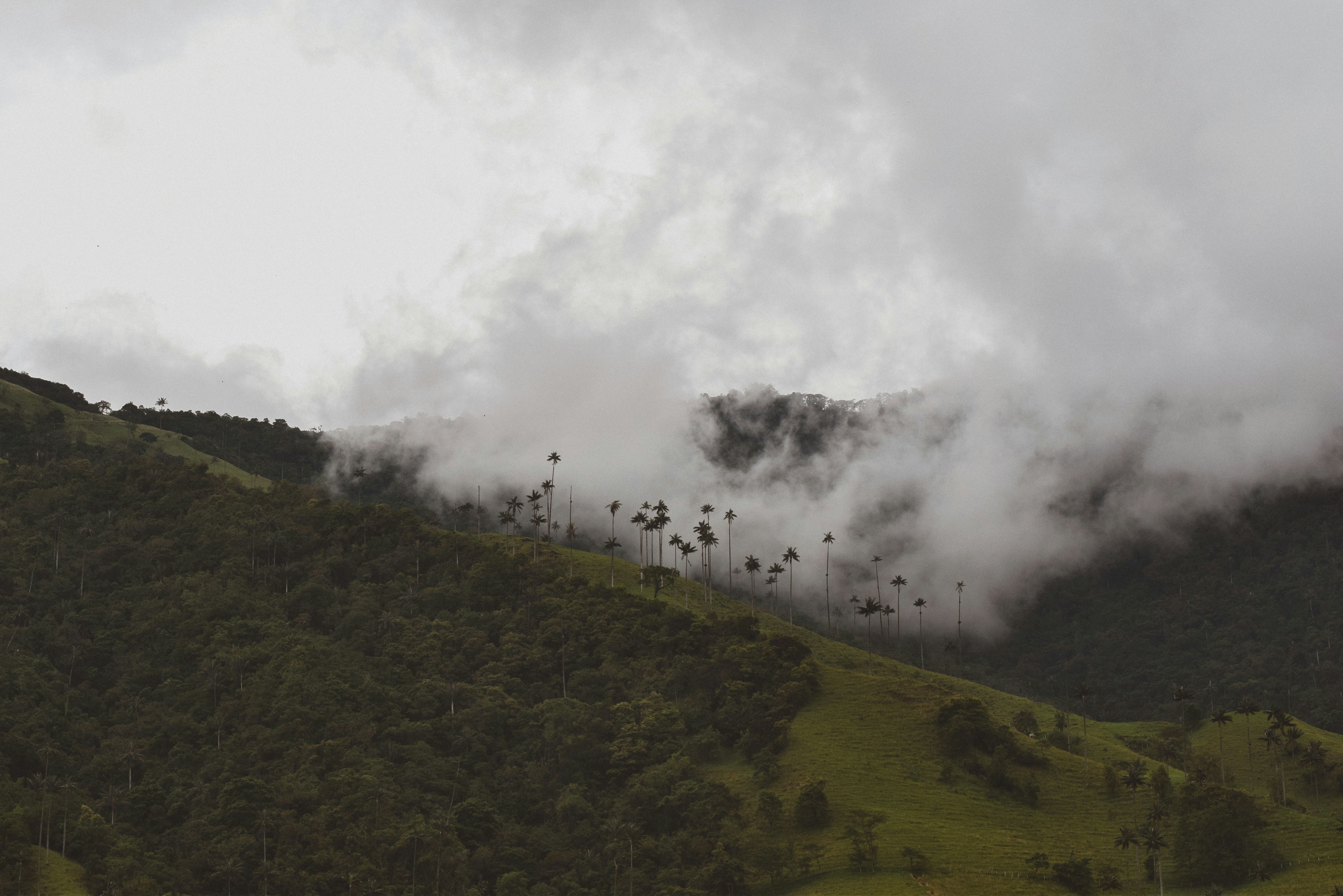 Low-Hanging Mist Over Palmlined Hills