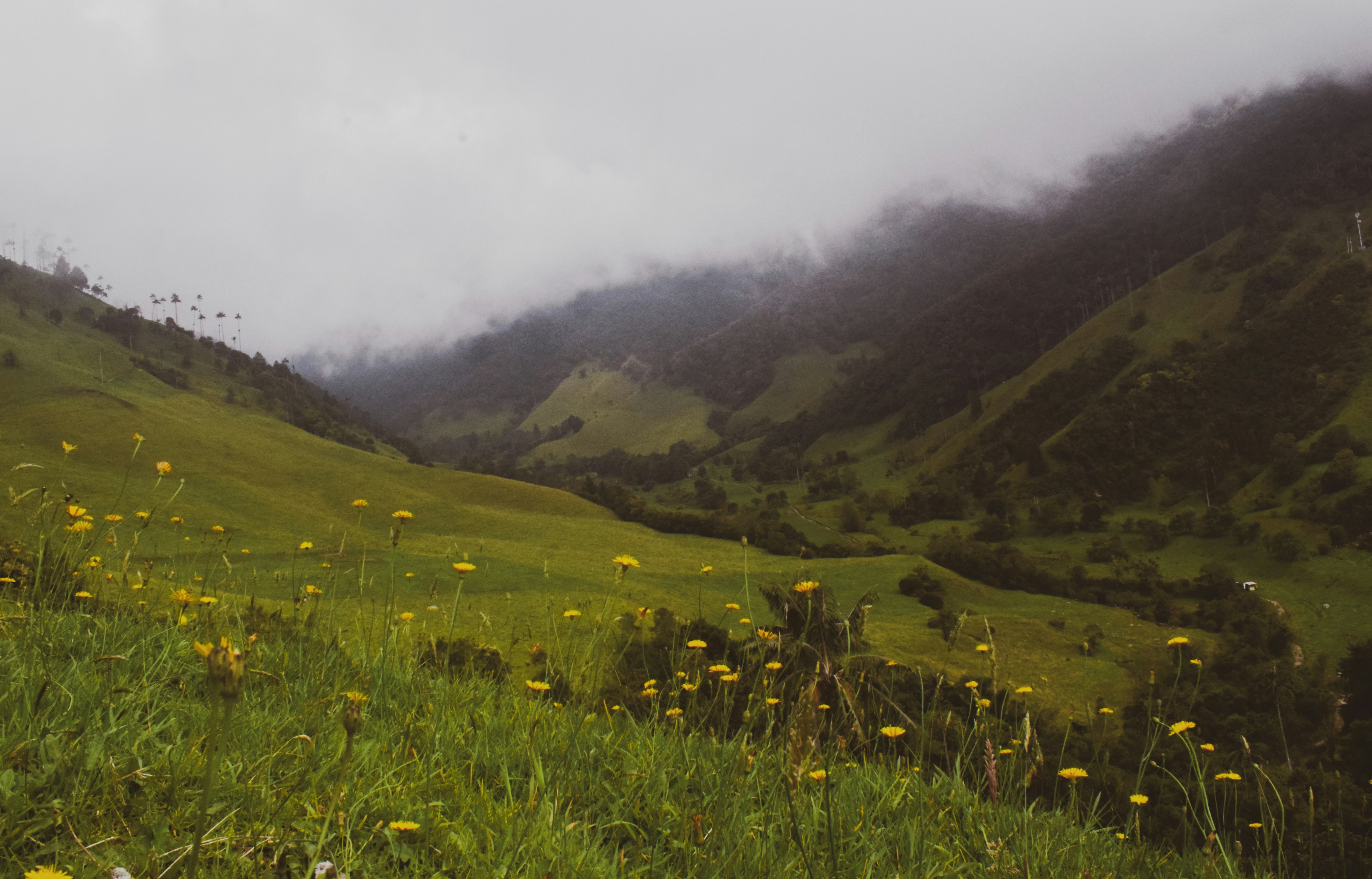 Mist Rolls Over a Verdant Valley Crest