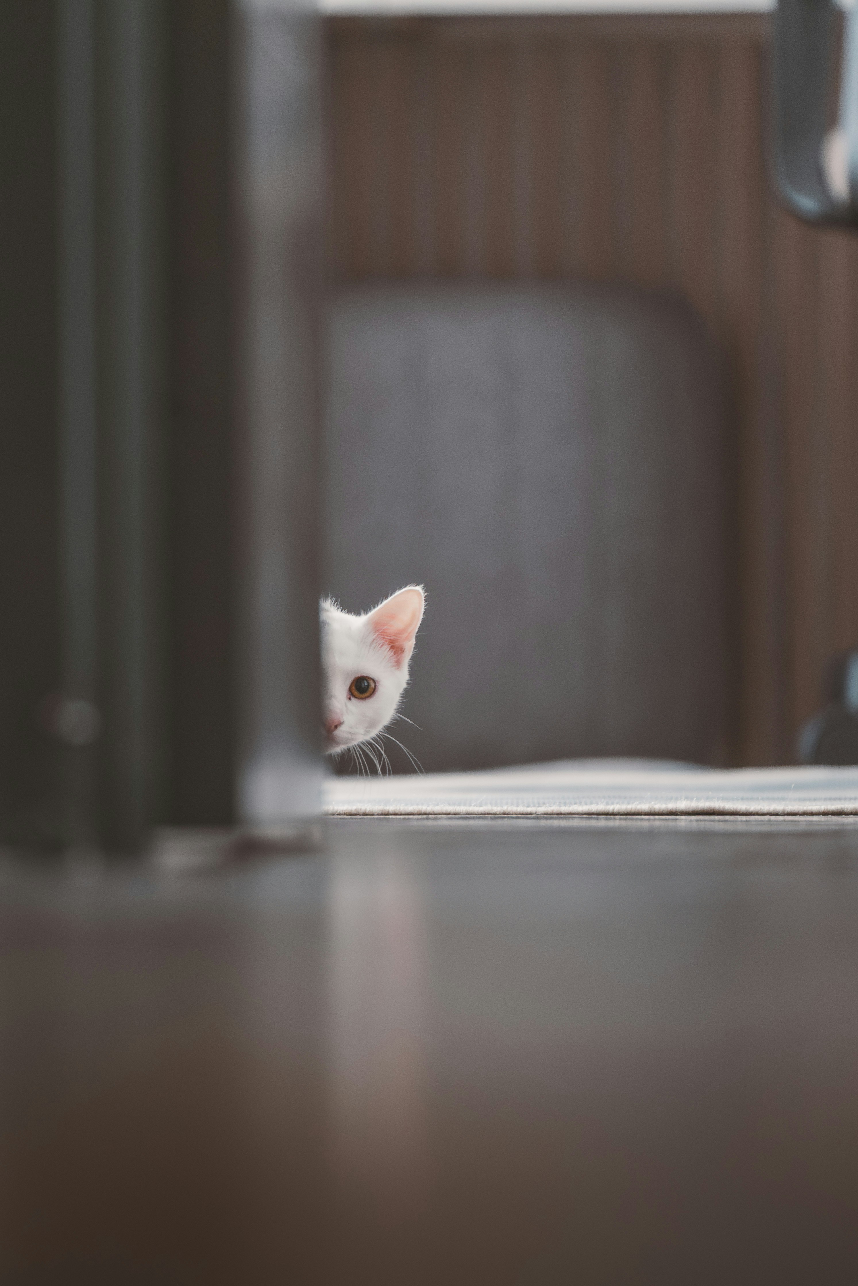 Peeking Whiskers: A Hidden Moment in the Hall