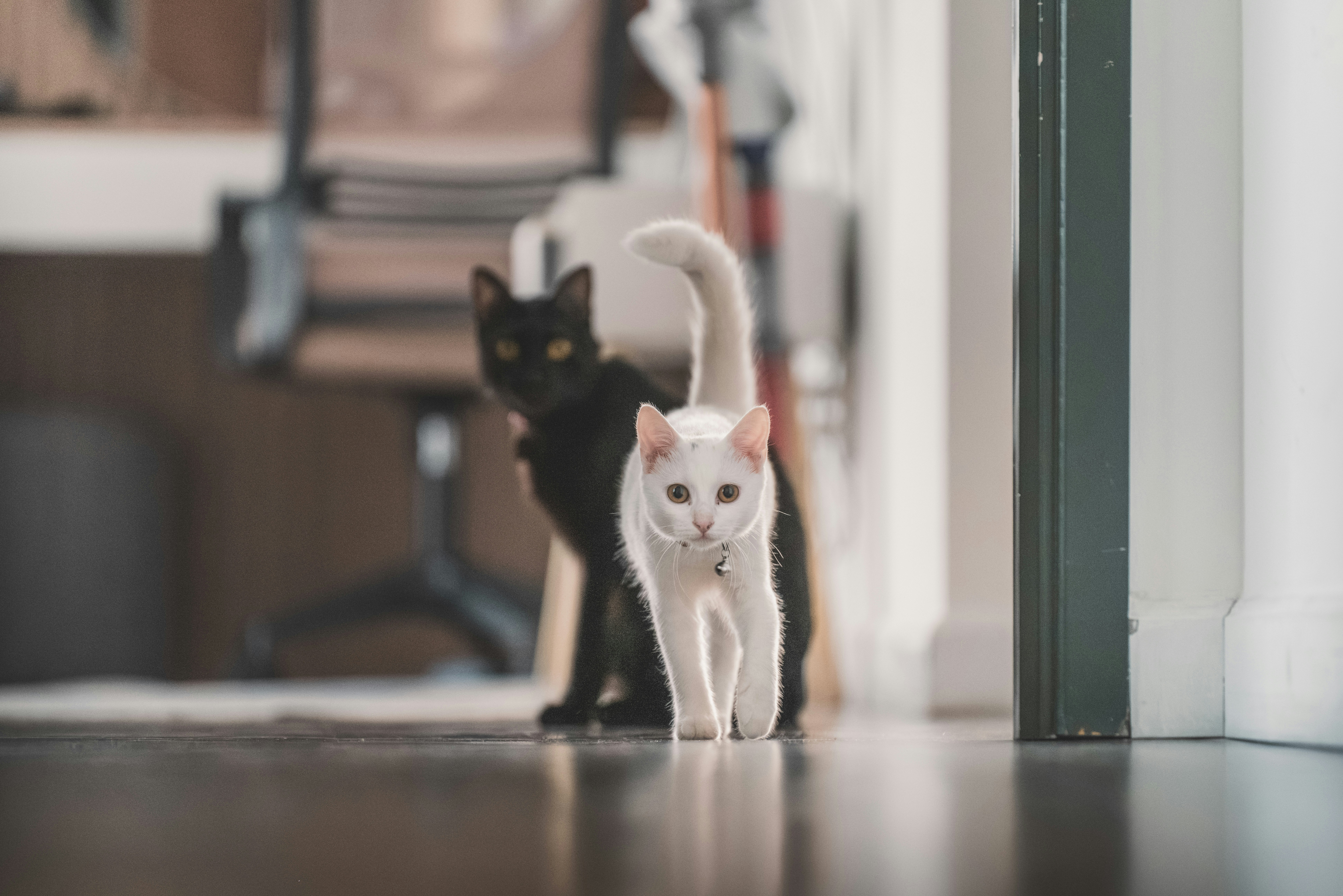 A Pair of Curious Whiskers: White Kitten Leads the Way