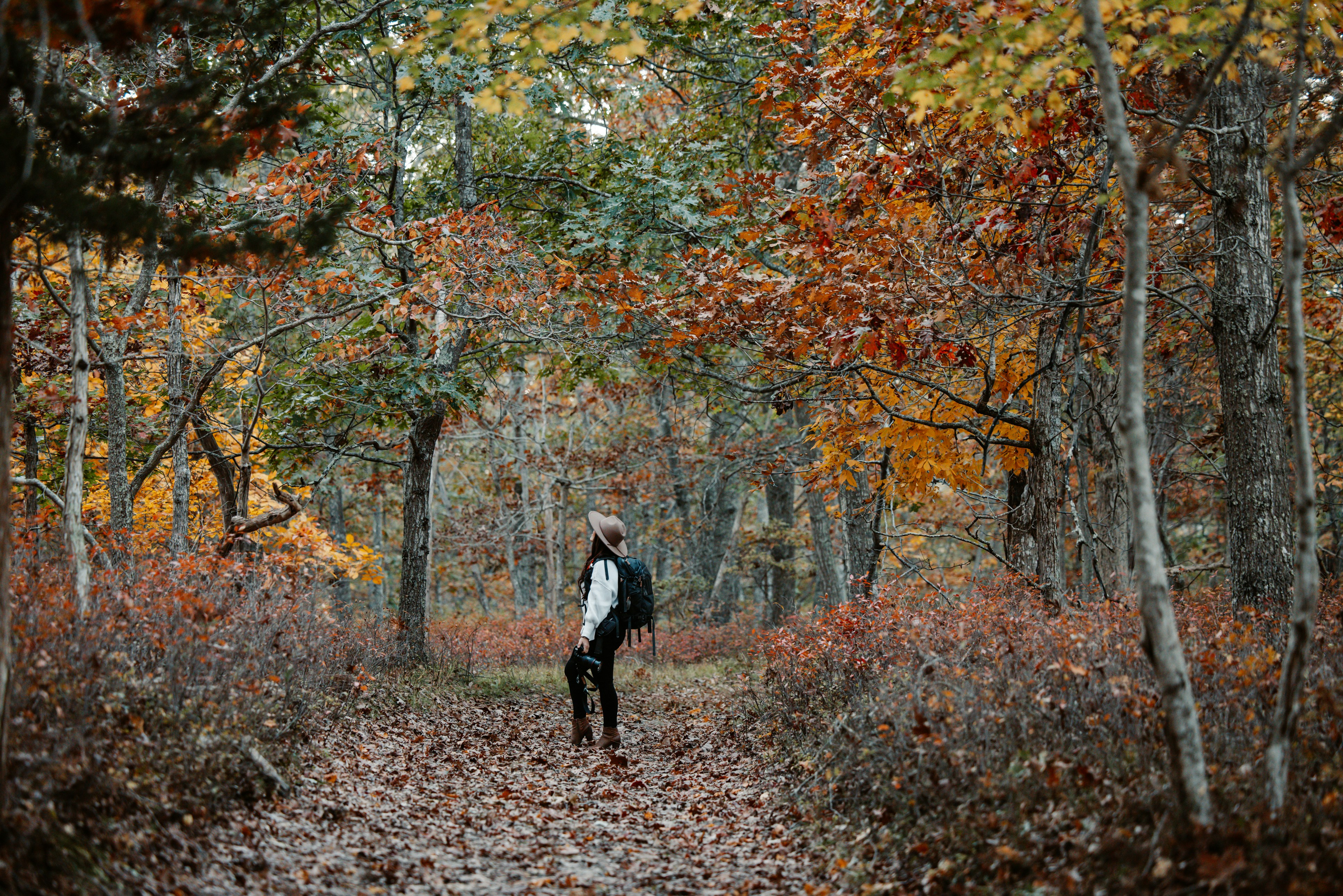 Traveler in the Fall Forest: A Quiet Portrait Along the Leaf-Covered Path
