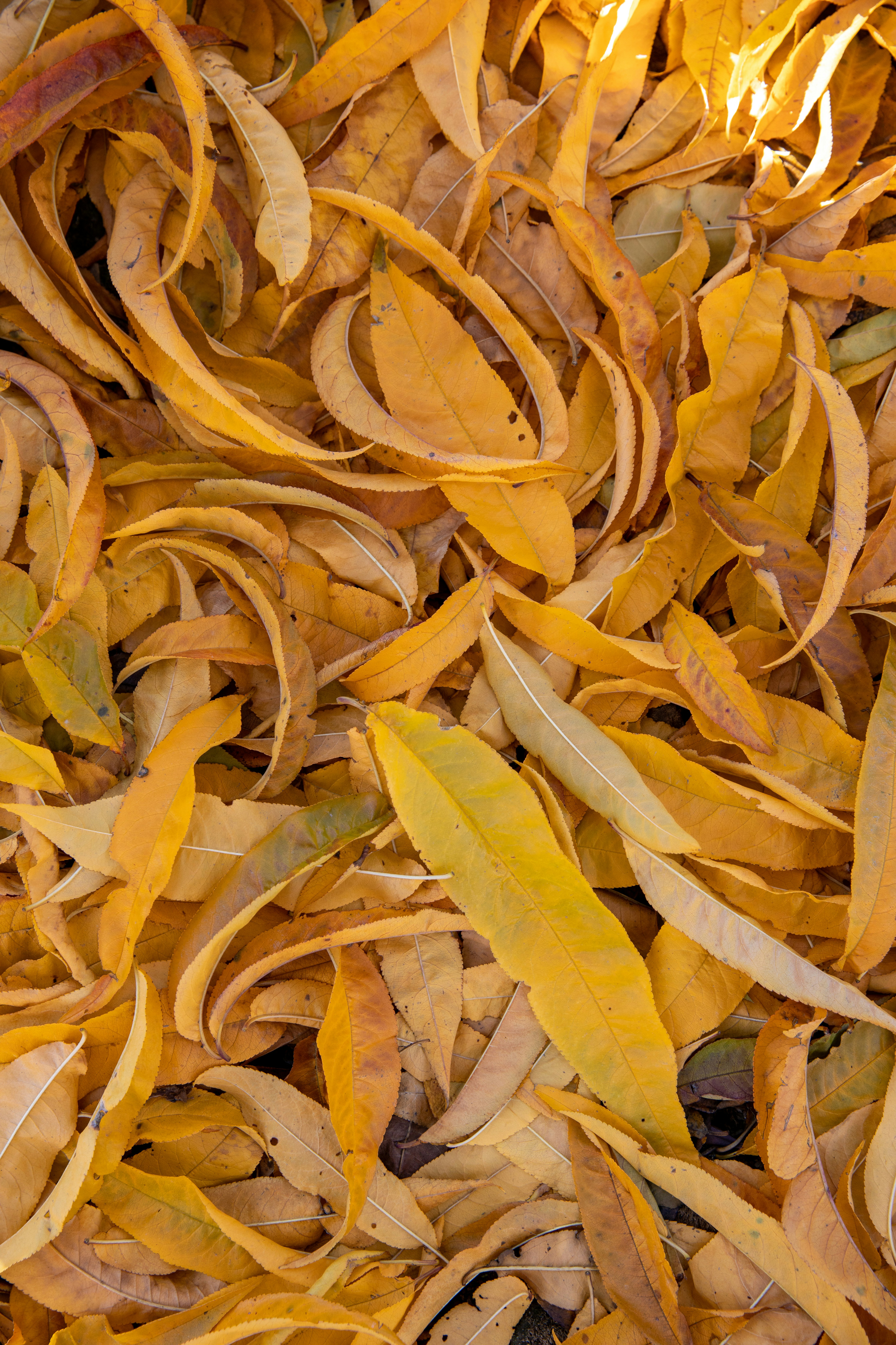 Autumn Carpet: A Sea of Golden Leaves