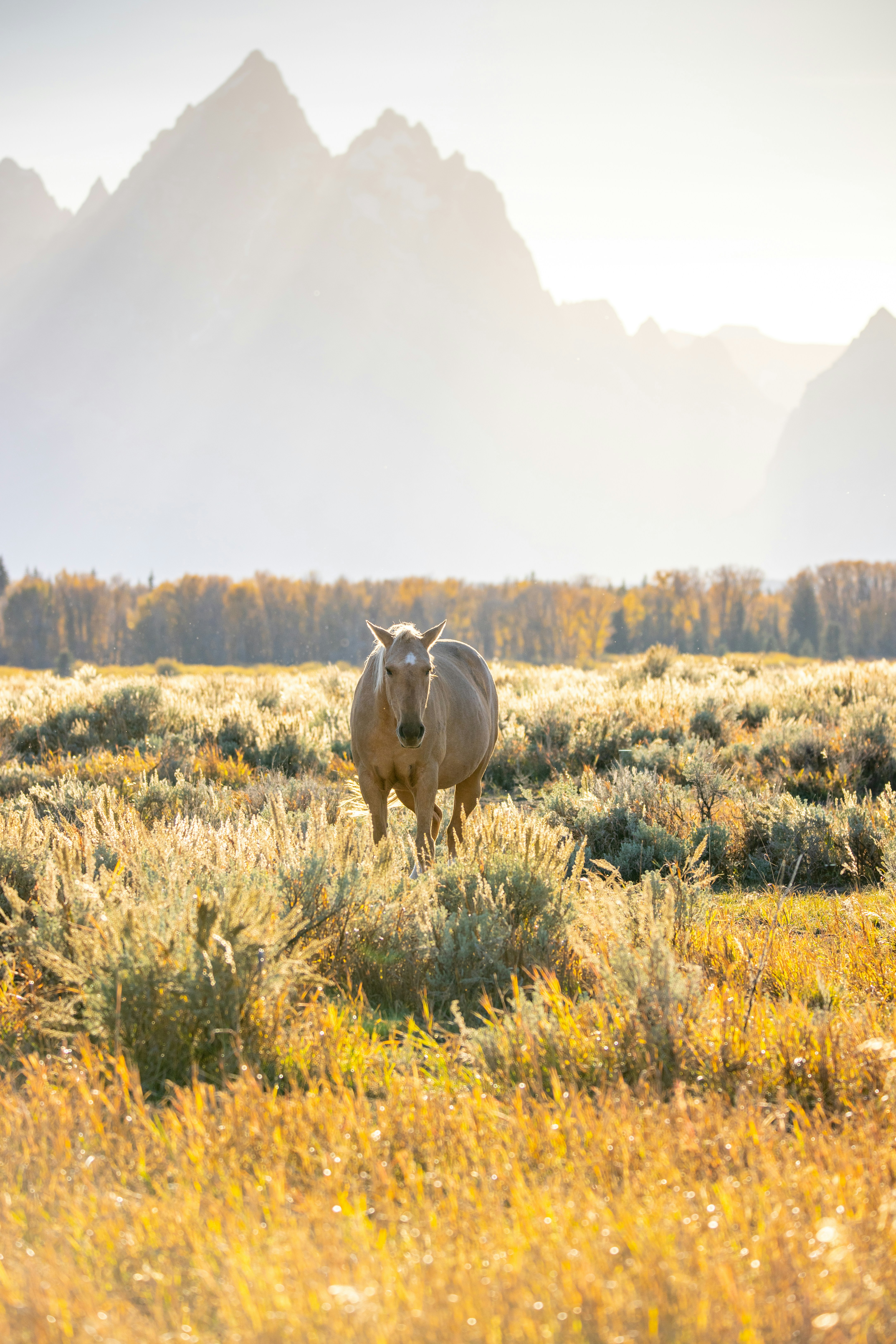 Lonely Grey: A Horse Standing Amid Golden Sage at Dusk