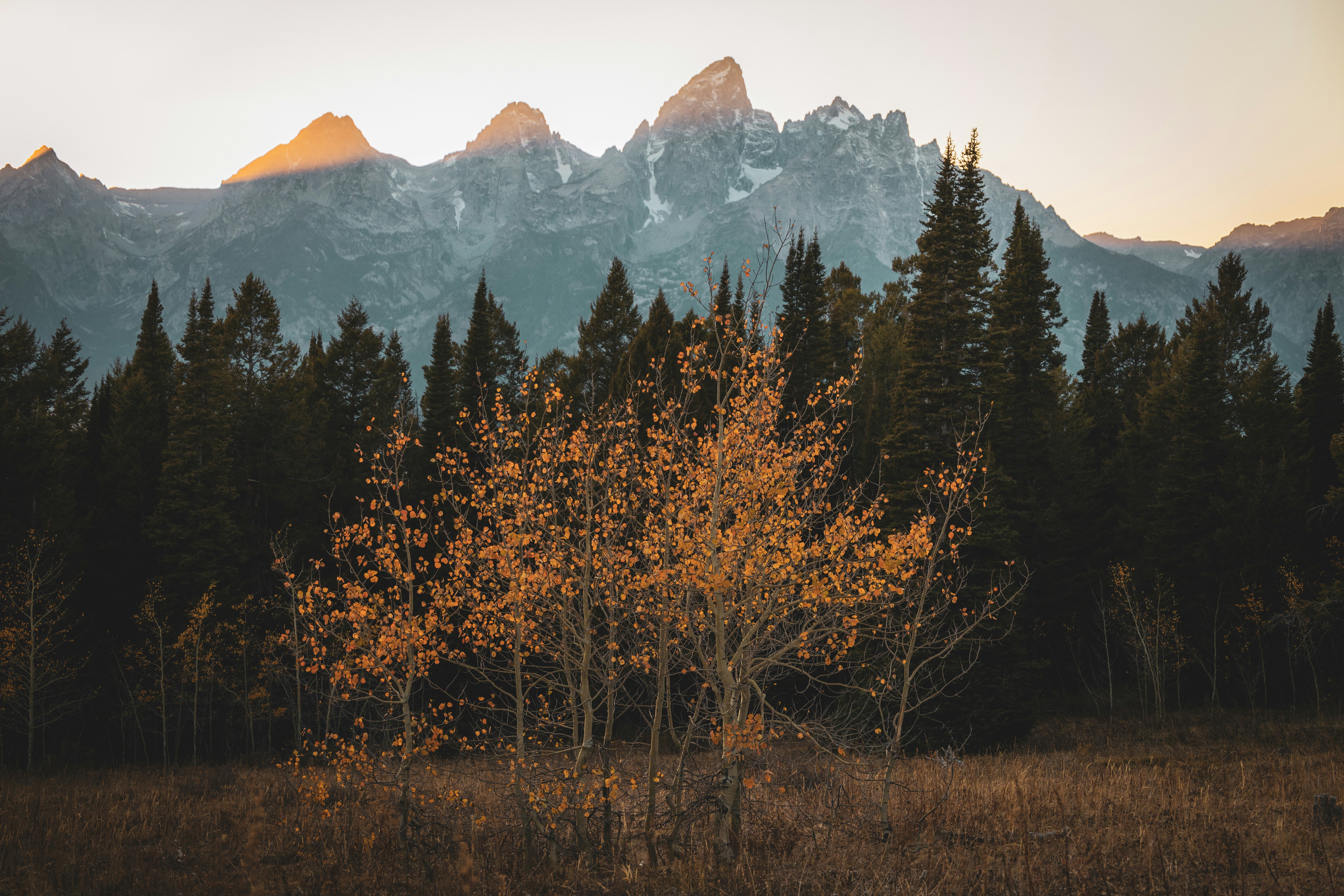 Autumn Pines Meet the Alpine Giants at Dusk