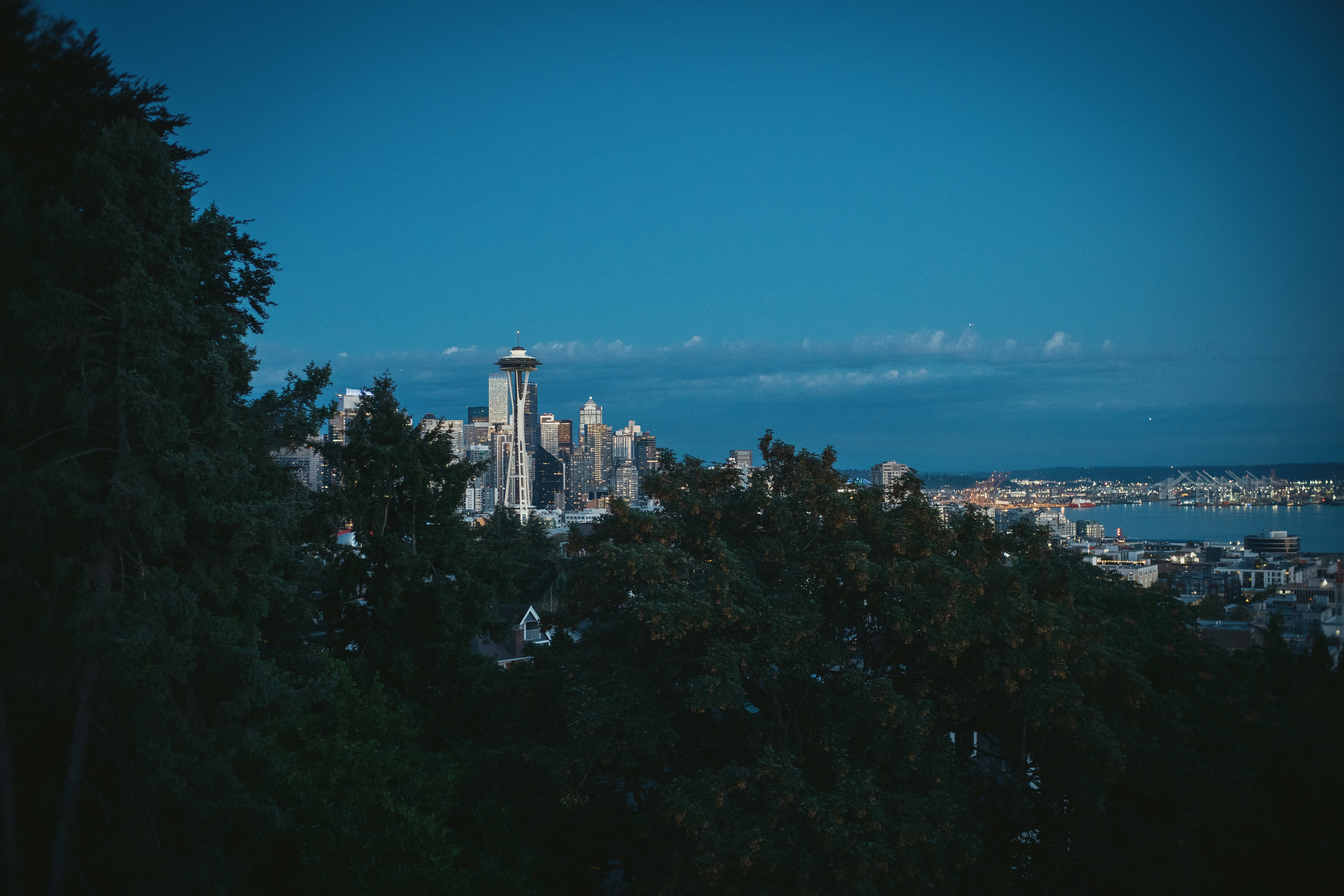 City Skyline Carved by Pines at Twilight